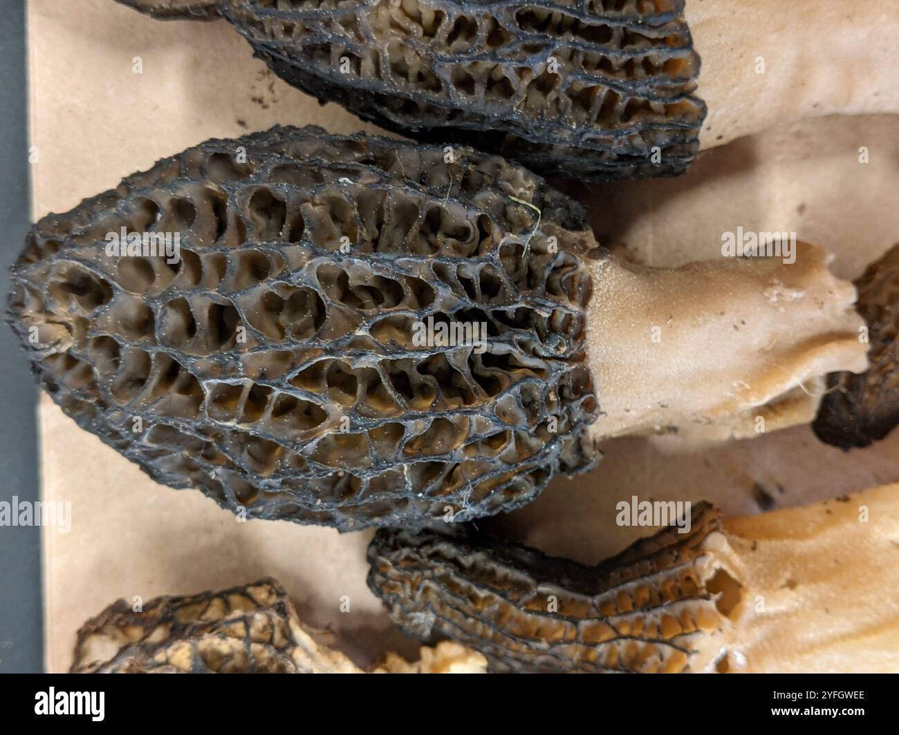 Landscaping Black Morel (Morchella importuna Stock Photo - Alamy