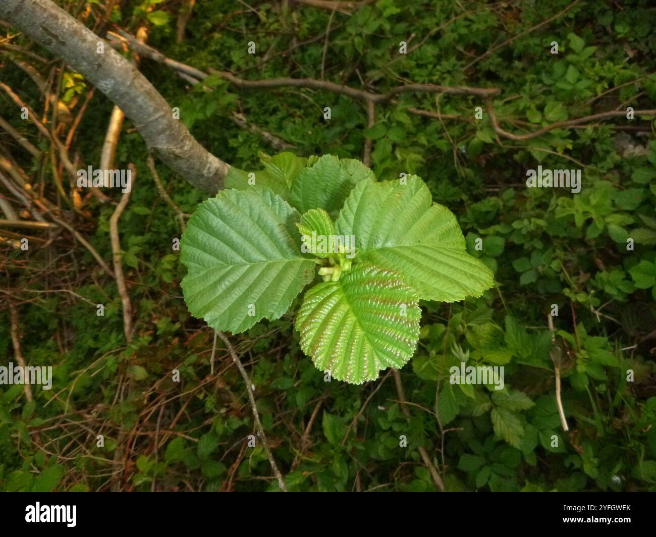 common alder (Alnus glutinosa Stock Photo - Alamy