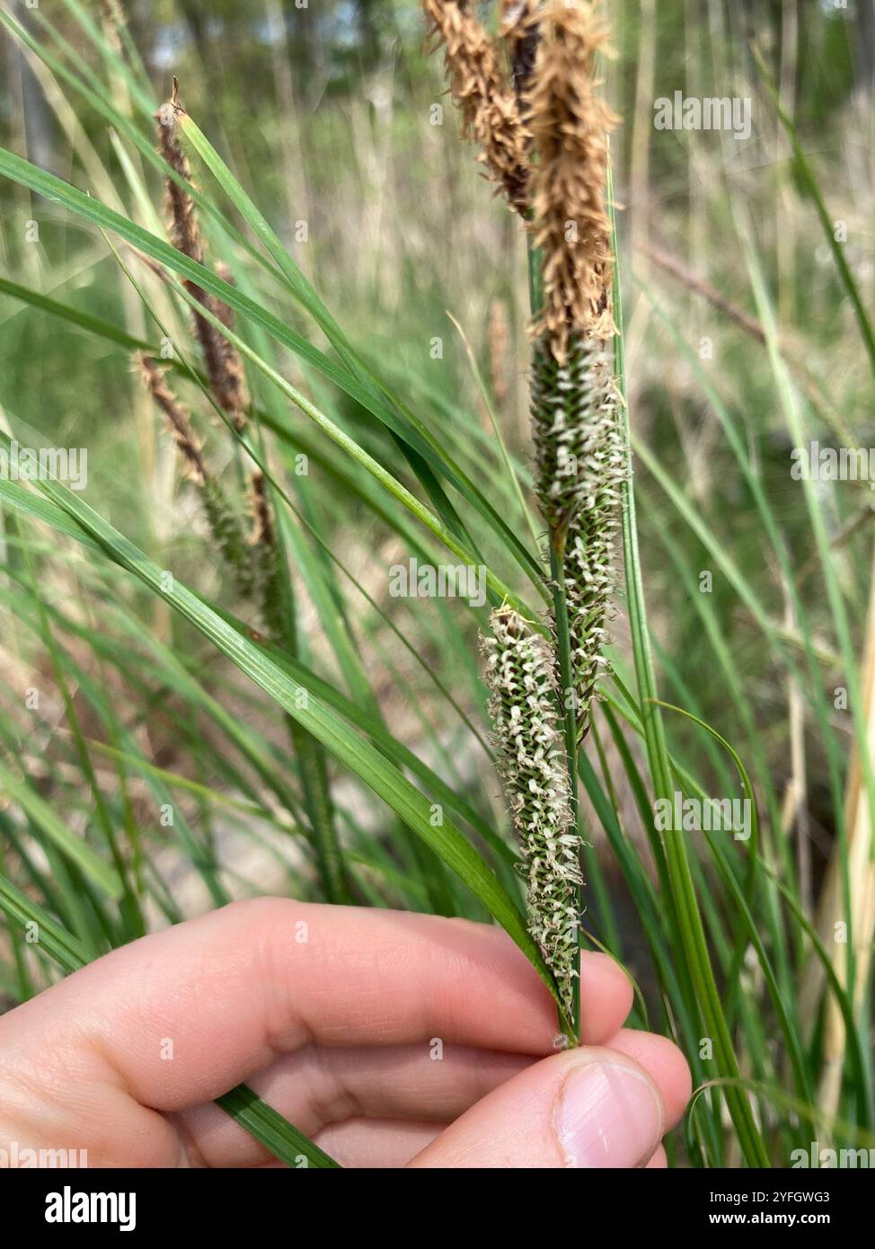 tussock sedge (Carex stricta Stock Photo - Alamy