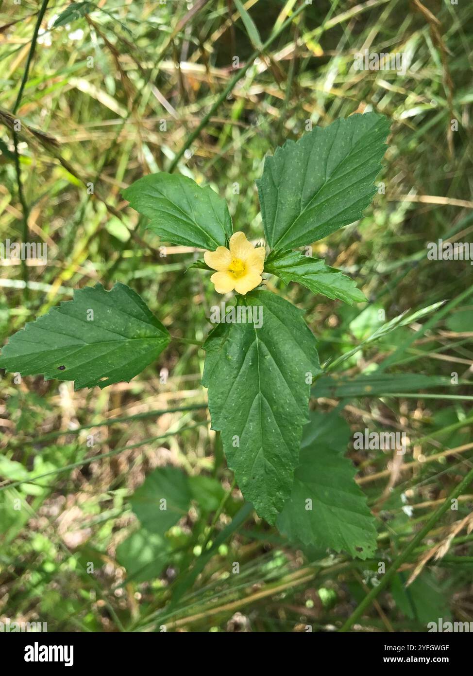 three-lobe false mallow (Malvastrum coromandelianum Stock Photo - Alamy