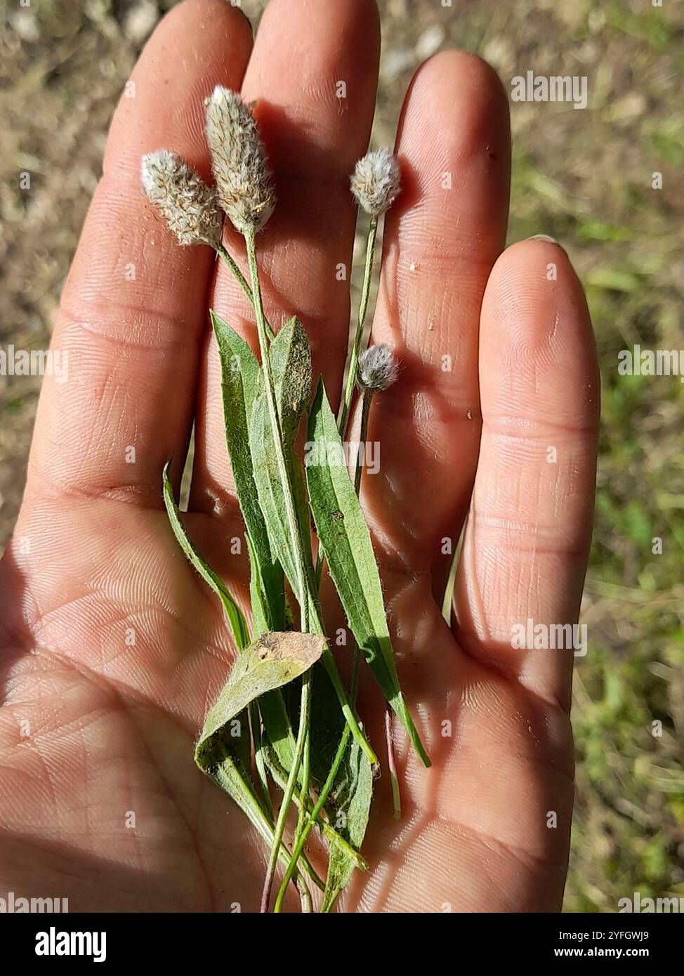 Hares foot plantain plantago lagopus hi-res stock photography and ...