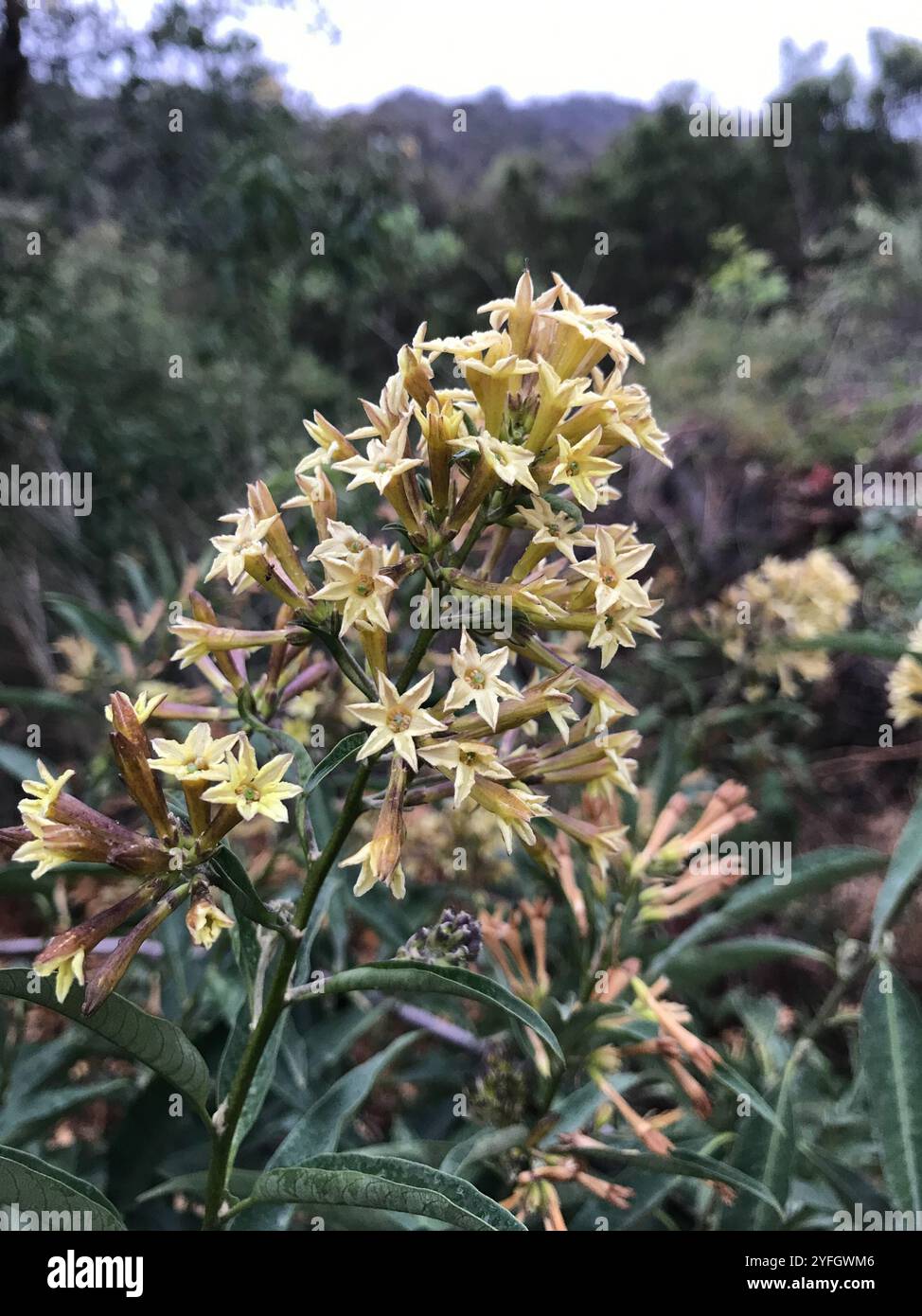 green cestrum (Cestrum parqui Stock Photo - Alamy