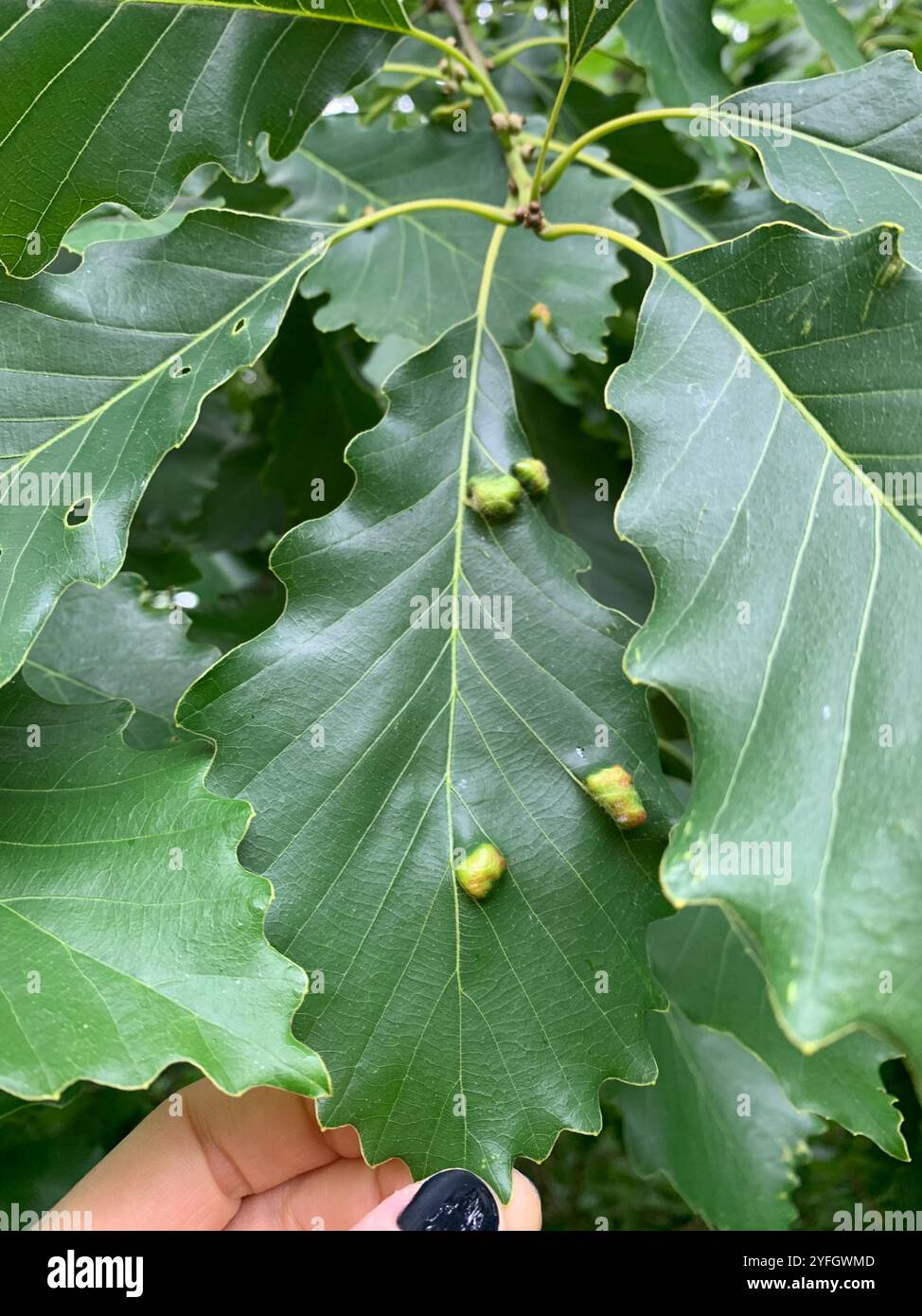Oak Leaf Blister (Taphrina caerulescens Stock Photo - Alamy