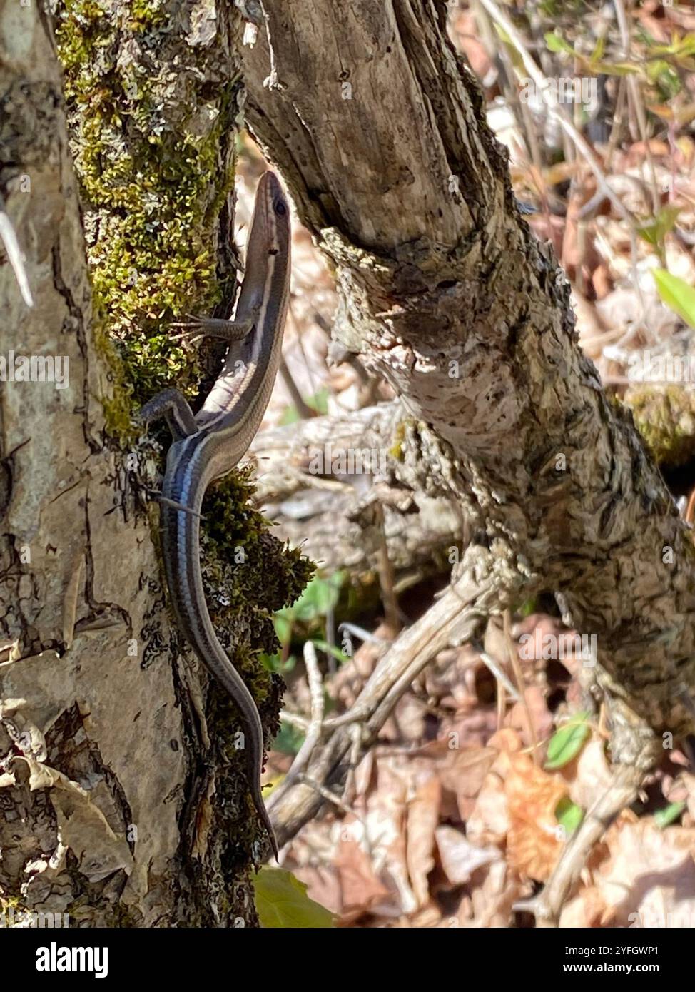 Common Five-lined Skink (Plestiodon fasciatus Stock Photo - Alamy