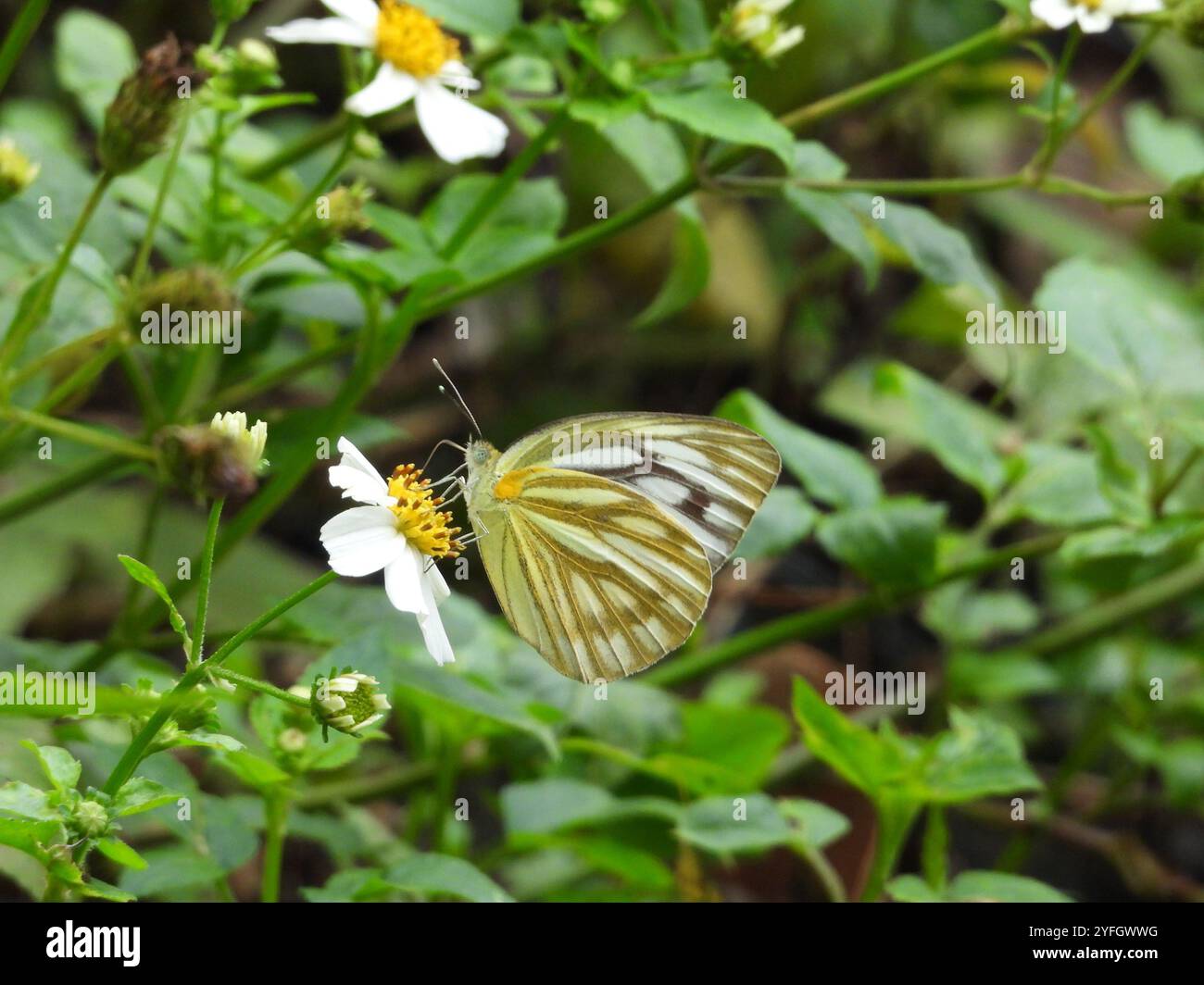 Common Gull (Cepora nerissa Stock Photo - Alamy