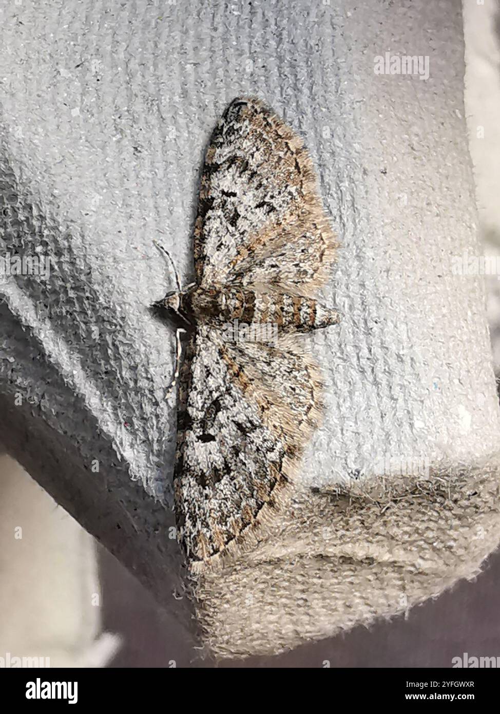 Oak tree pug hi-res stock photography and images - Alamy