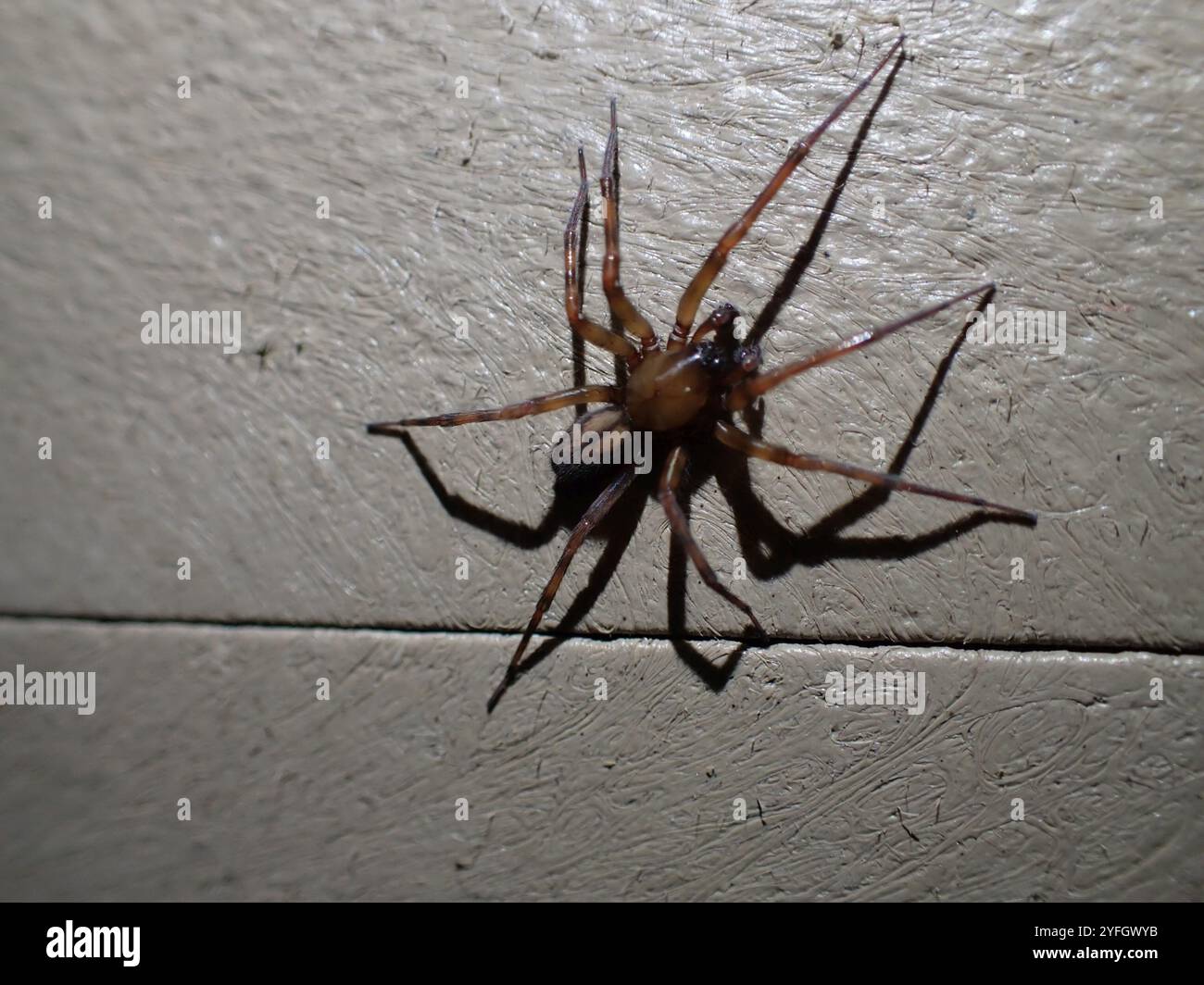 Callobius pictus hi-res stock photography and images - Alamy