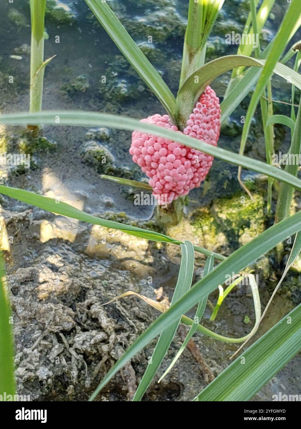 Channeled Apple Snail (Pomacea canaliculata Stock Photo - Alamy
