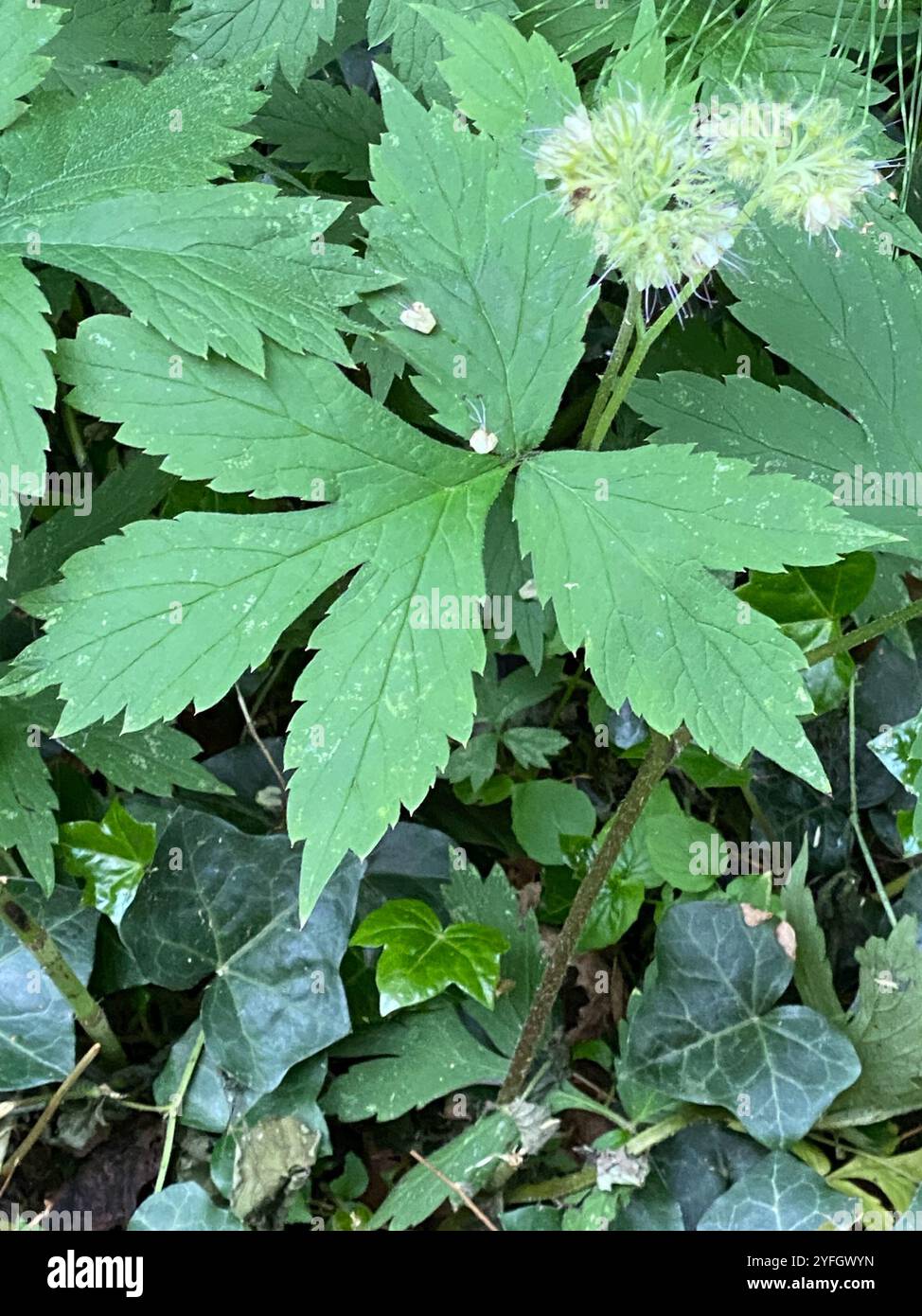 Hydrophyllum tenuipes hi-res stock photography and images - Alamy