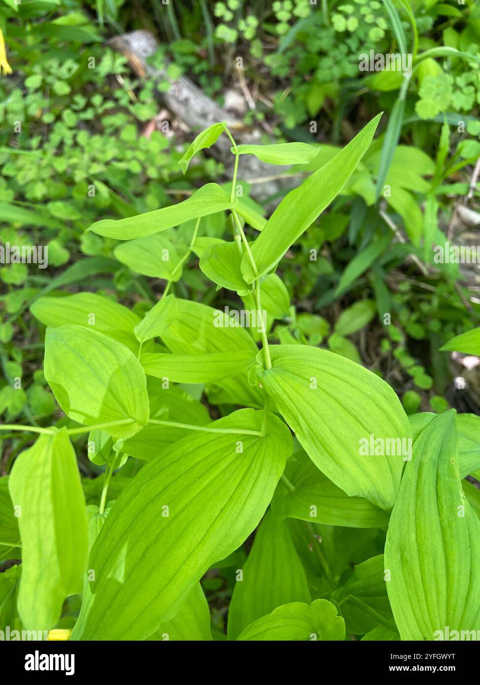 largeflower bellwort (Uvularia grandiflora Stock Photo - Alamy
