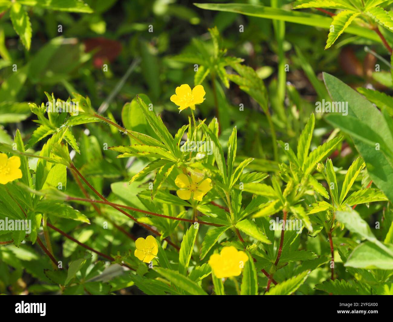 common cinquefoil (Potentilla simplex Stock Photo - Alamy
