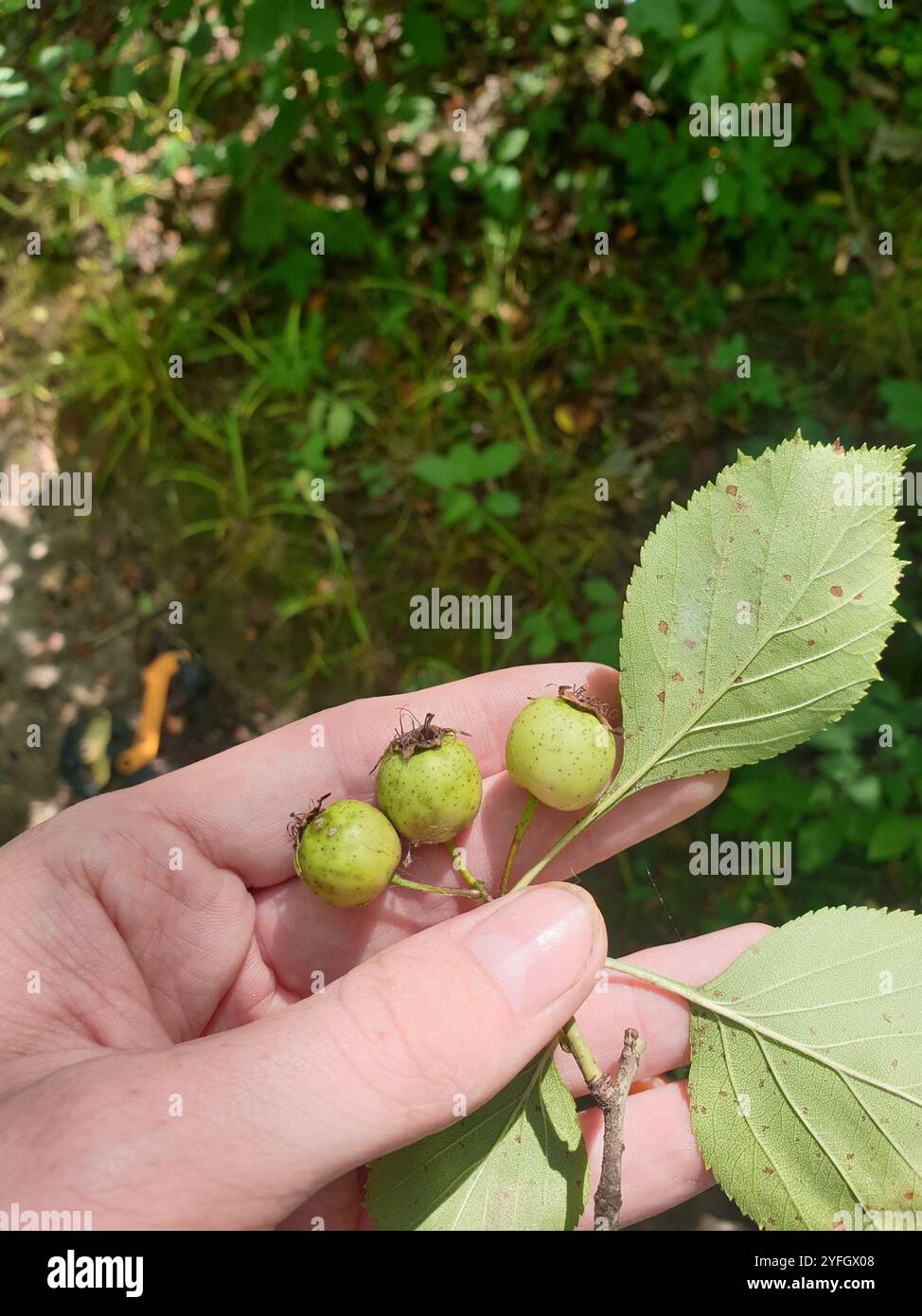 Caughnawaga hawthorn (Crataegus suborbiculata Stock Photo - Alamy