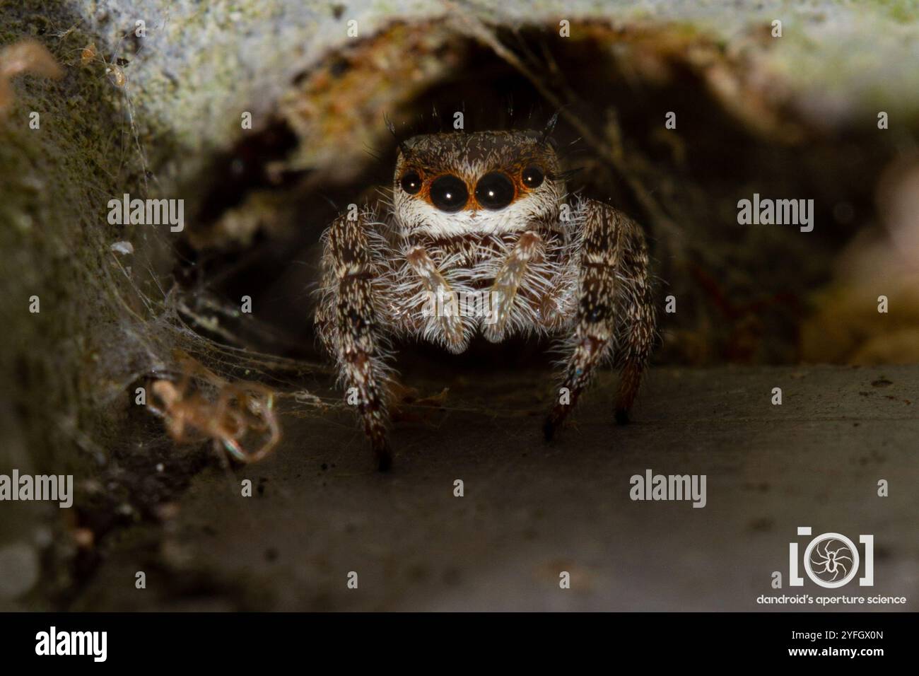 canopy jumping spider (Phidippus otiosus Stock Photo - Alamy
