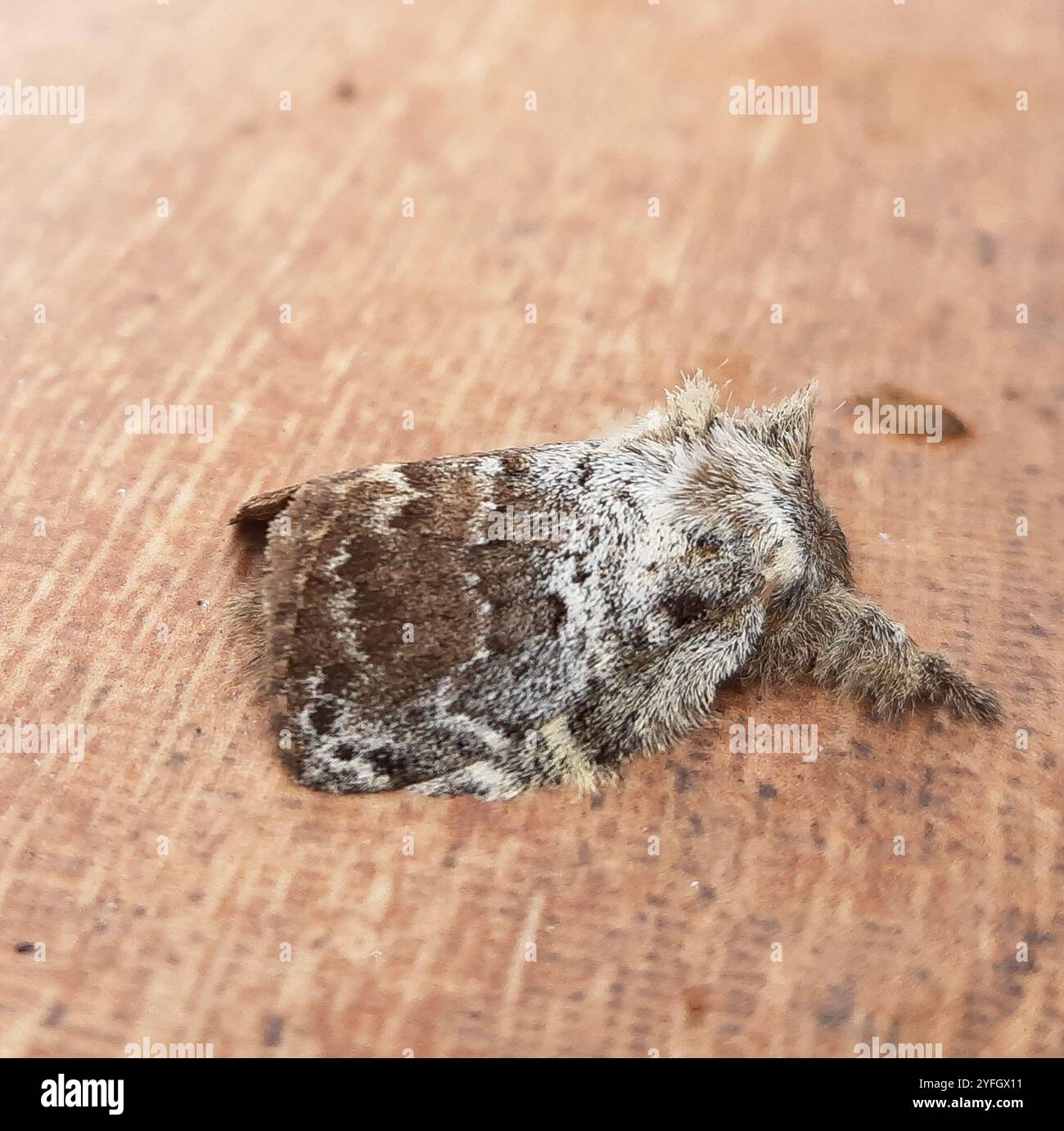 Lappet Moths (Lasiocampidae Stock Photo - Alamy
