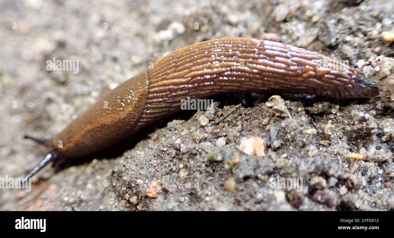 Spanish Slug (Arion vulgaris Stock Photo - Alamy