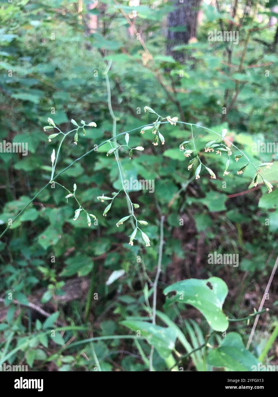 Clustered Fescue (Festuca paradoxa Stock Photo - Alamy