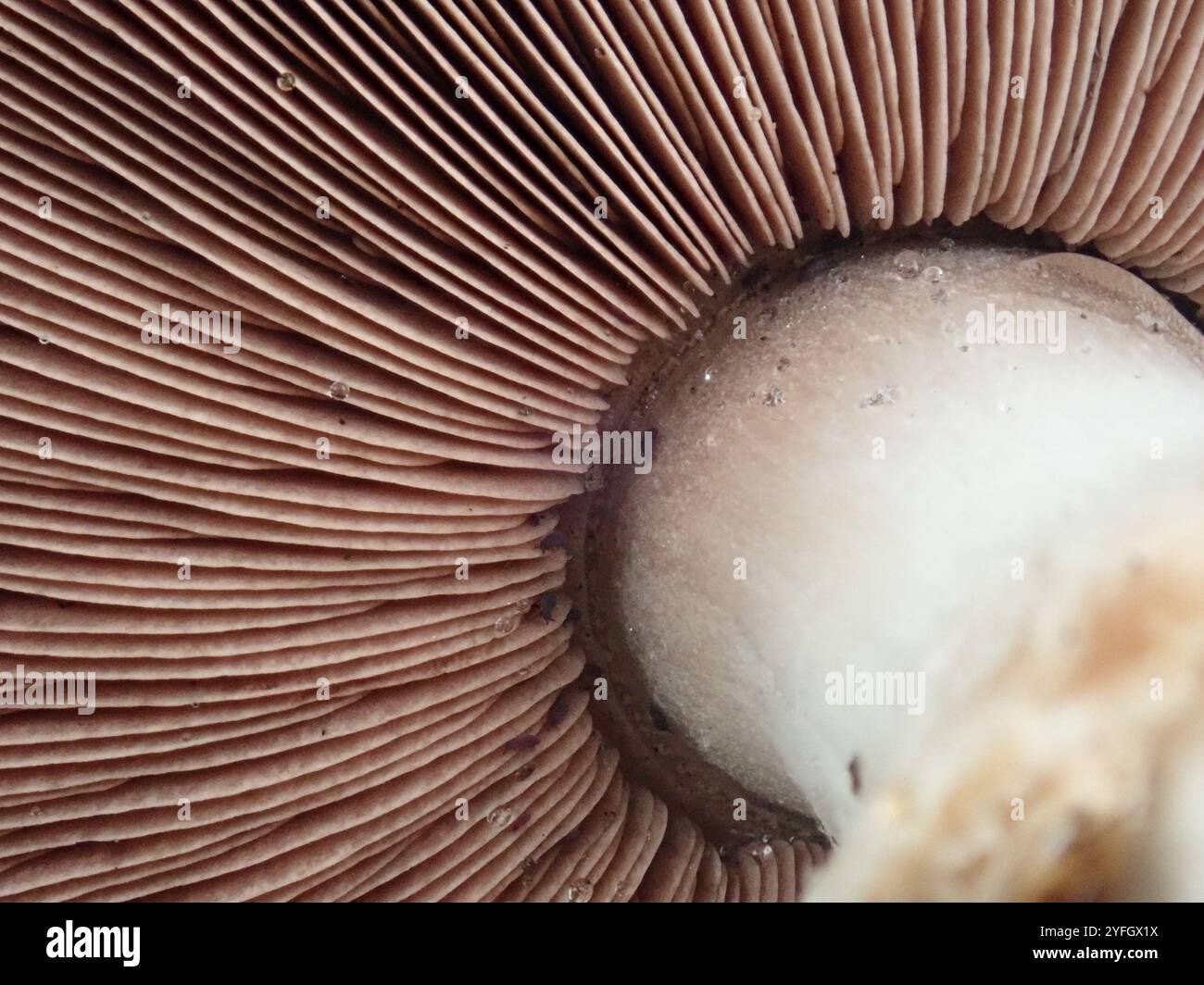 Yellow Stainer (Agaricus xanthodermus Stock Photo - Alamy