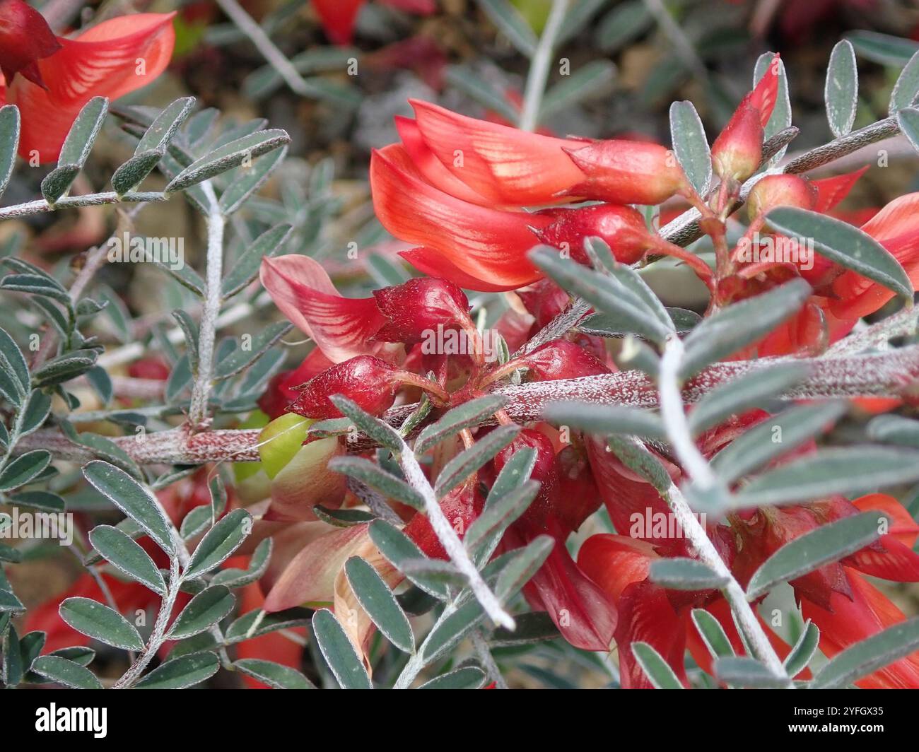cancer bush (Lessertia frutescens Stock Photo - Alamy