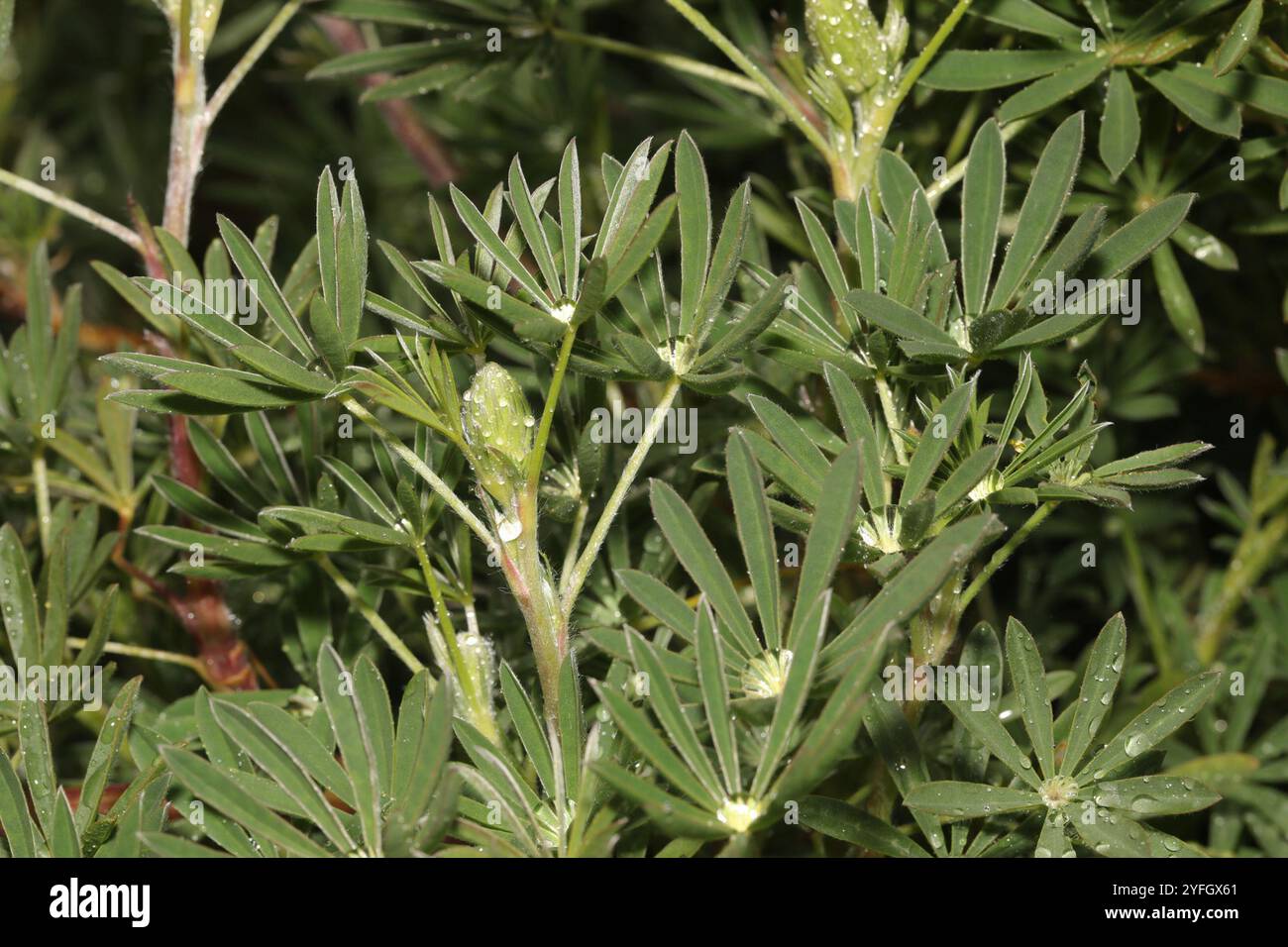 coastal bush lupine (Lupinus arboreus Stock Photo - Alamy