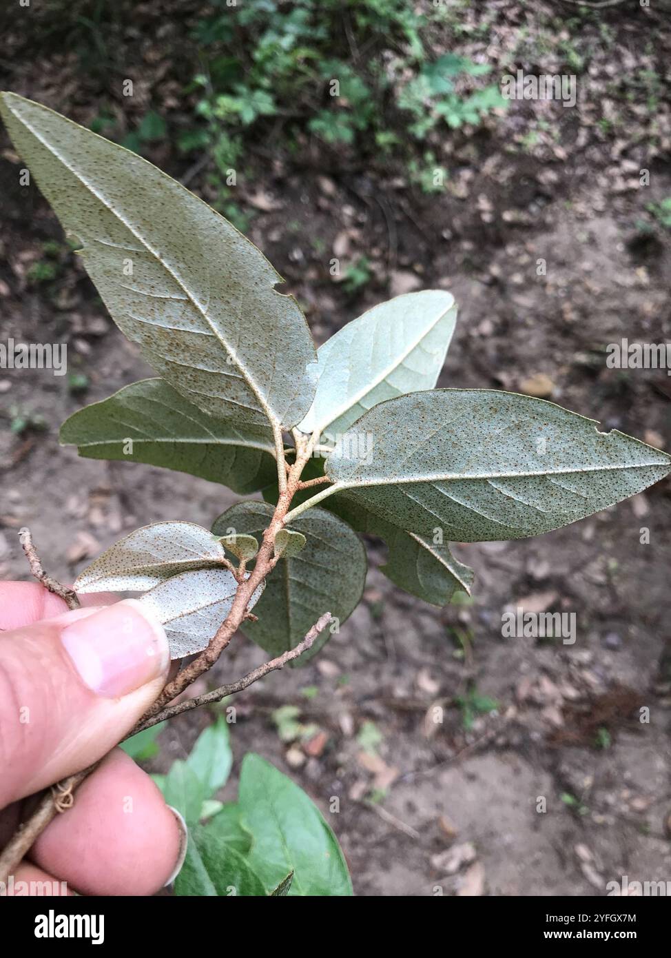 Croton alabamensis hi-res stock photography and images - Alamy