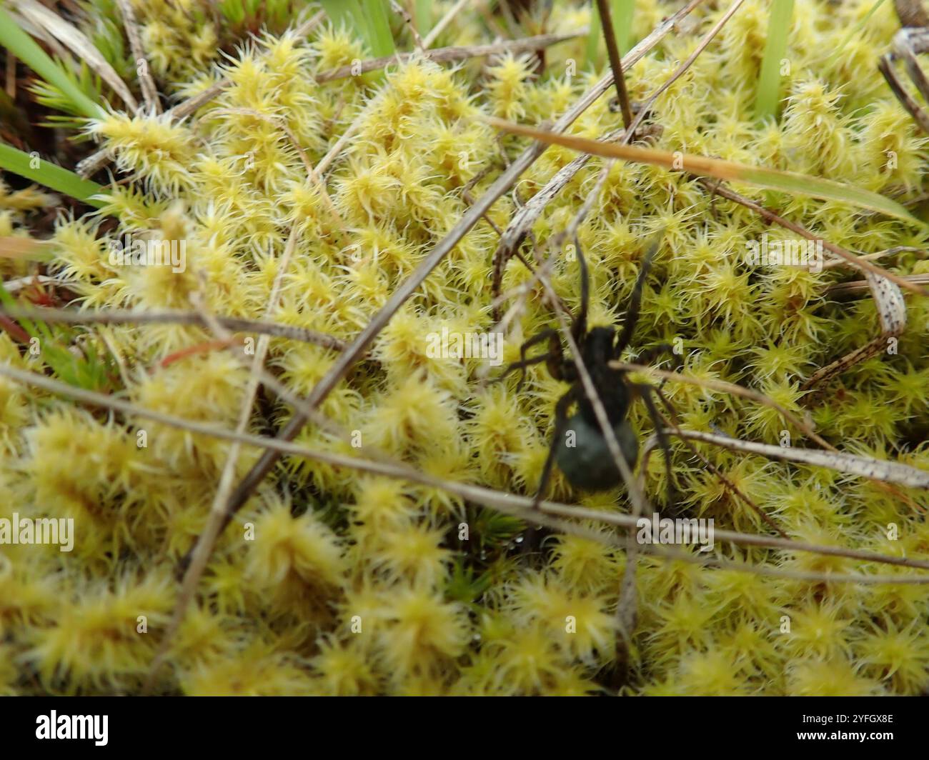 Vancouver Thin-legged Wolf Spider (Pardosa vancouveri Stock Photo - Alamy