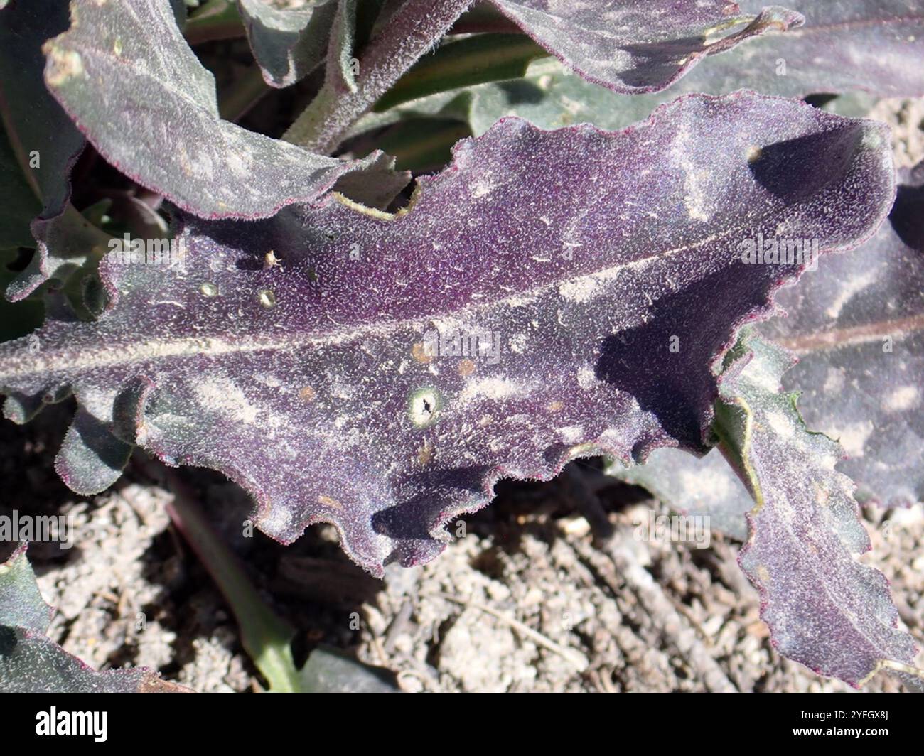 rayless ragwort (Senecio aronicoides Stock Photo - Alamy