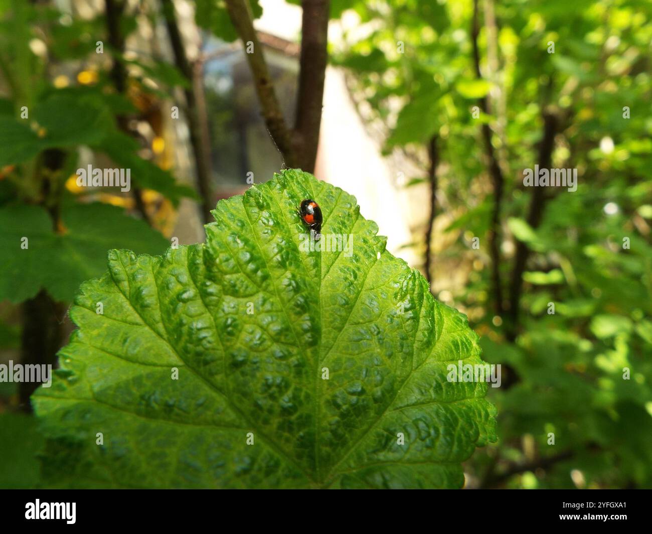 Two-spotted Lady Beetle (Adalia bipunctata Stock Photo - Alamy