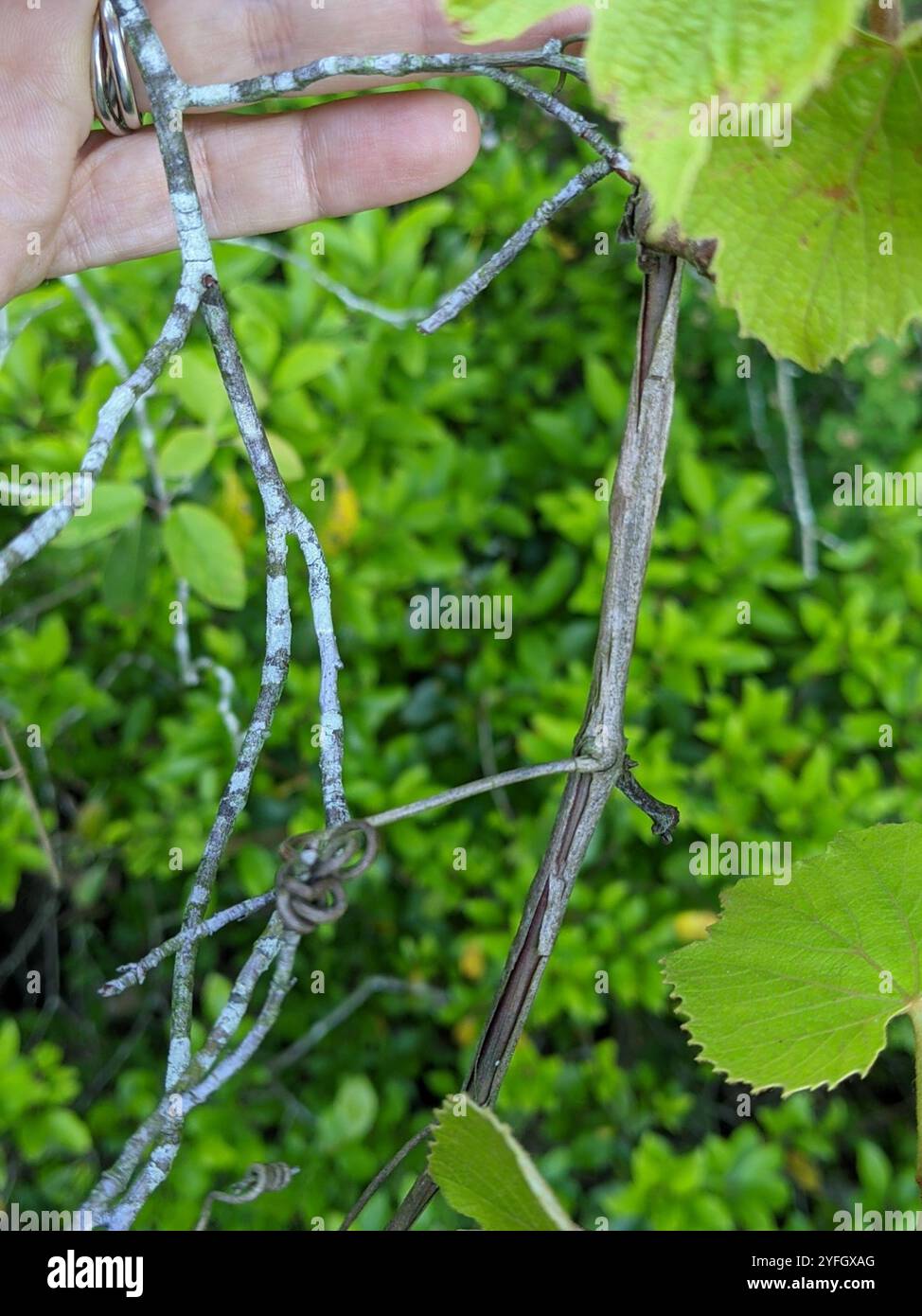 fox grape (Vitis labrusca Stock Photo - Alamy fox grape (Vitis labrusca Stock Photo - Alamy