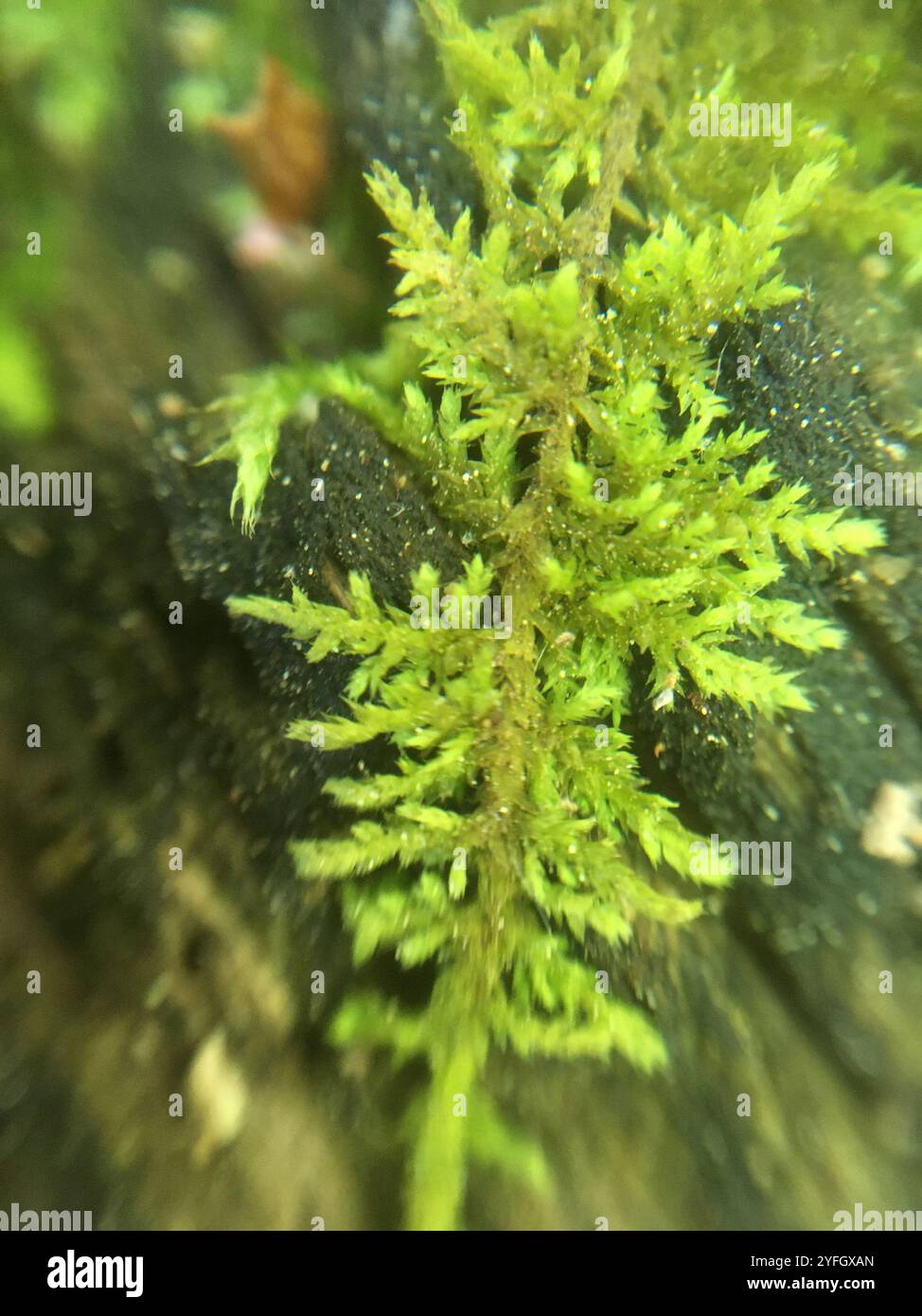 delicate fern moss (Thuidium delicatulum Stock Photo - Alamy