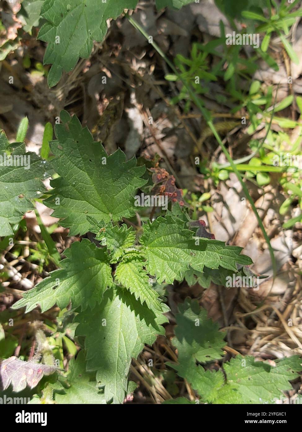 Nettle Clustercup Rust fungus (Puccinia urticata Stock Photo - Alamy