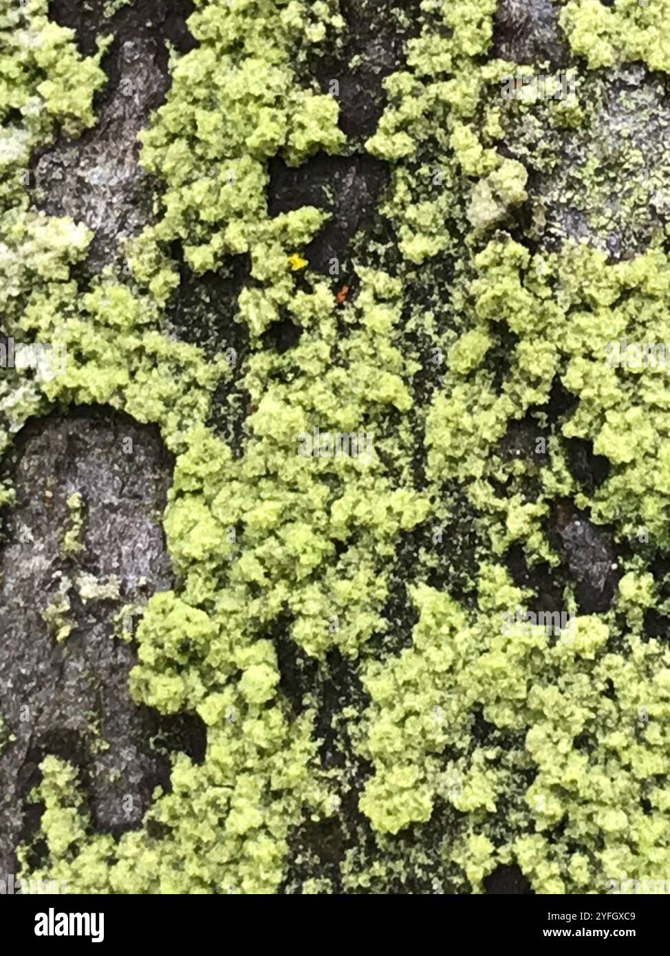 green algae (Chlorophyta Stock Photo - Alamy