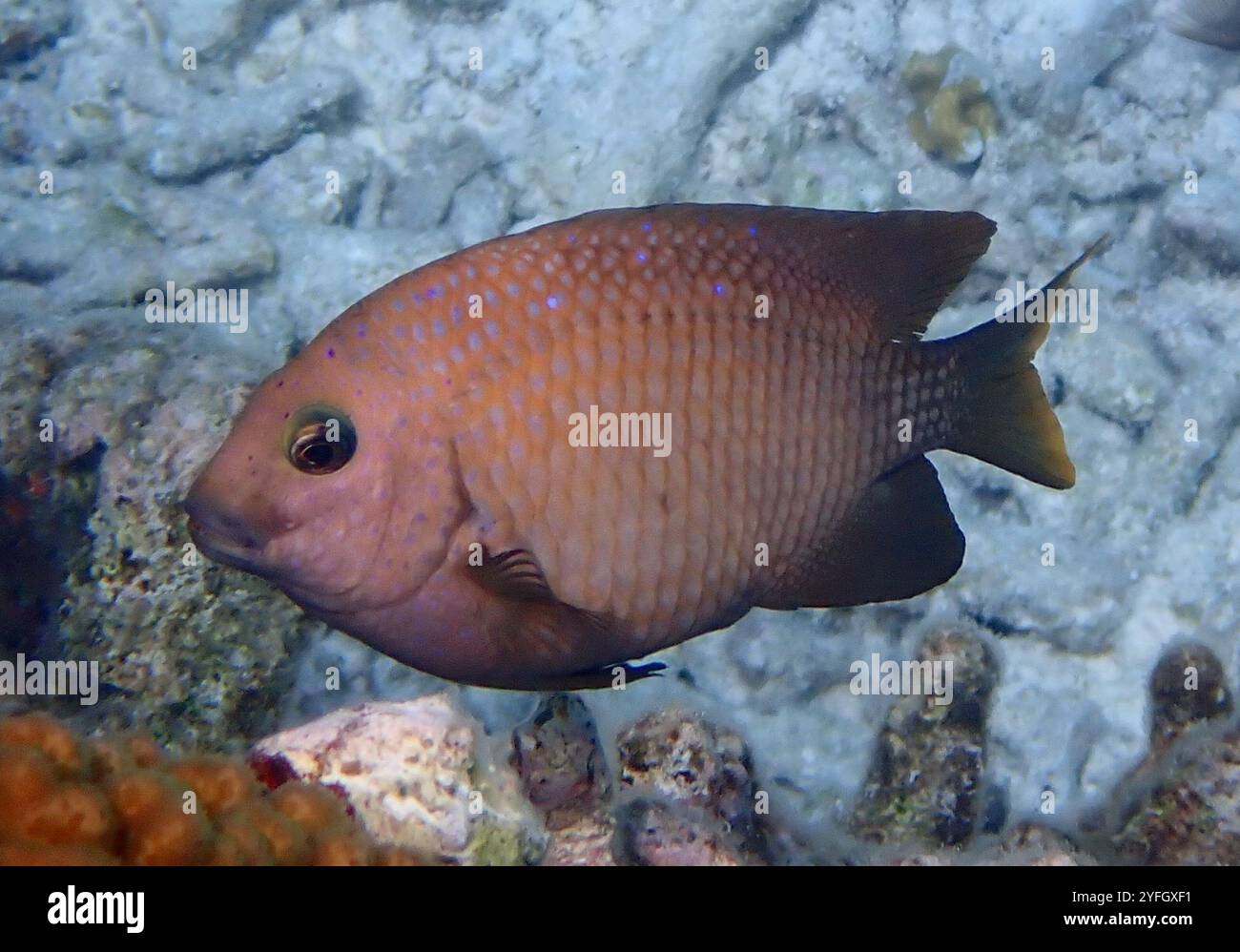 Yellowtail Damselfish (Microspathodon chrysurus Stock Photo - Alamy
