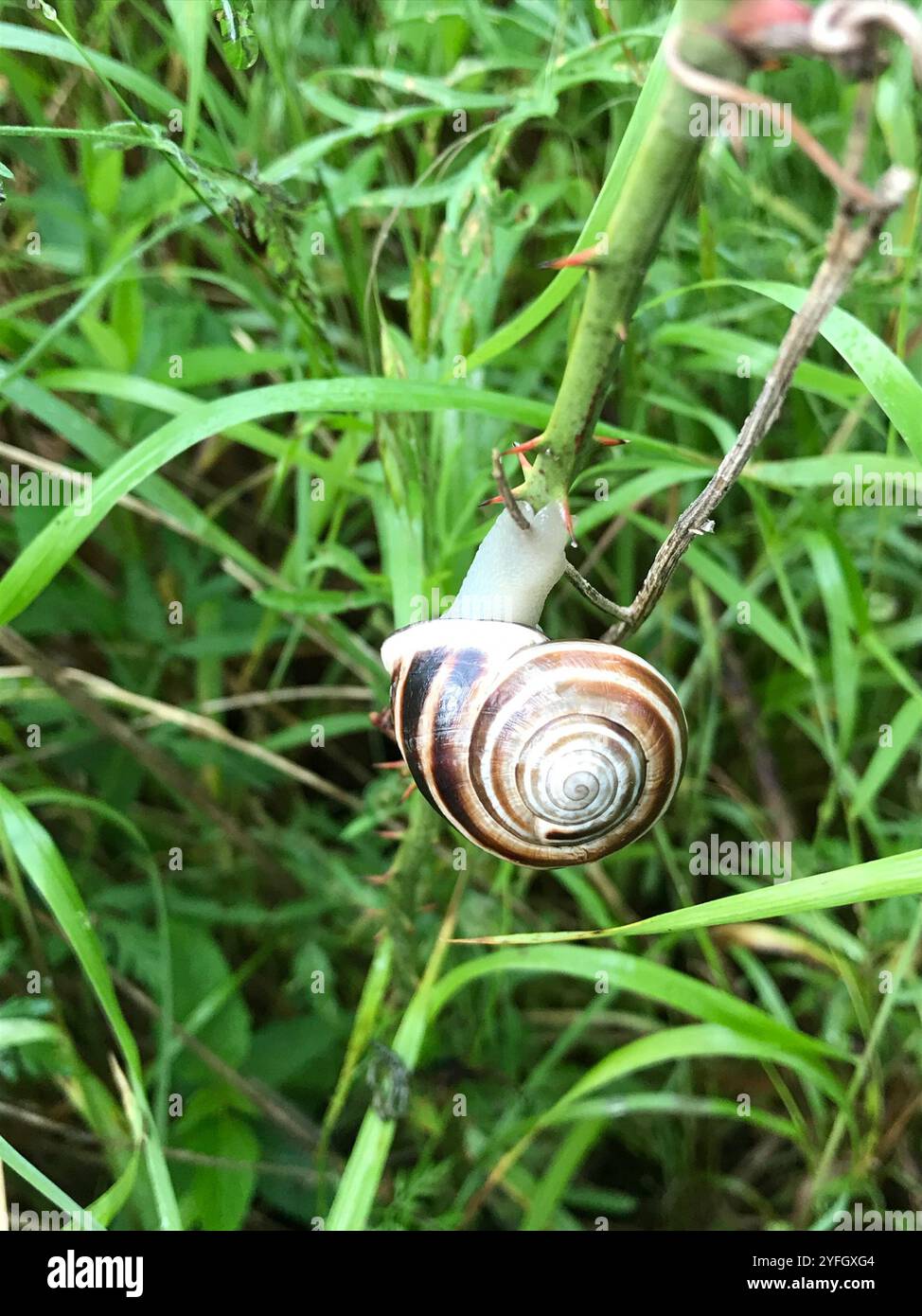 Milk Snail (Otala lactea Stock Photo - Alamy