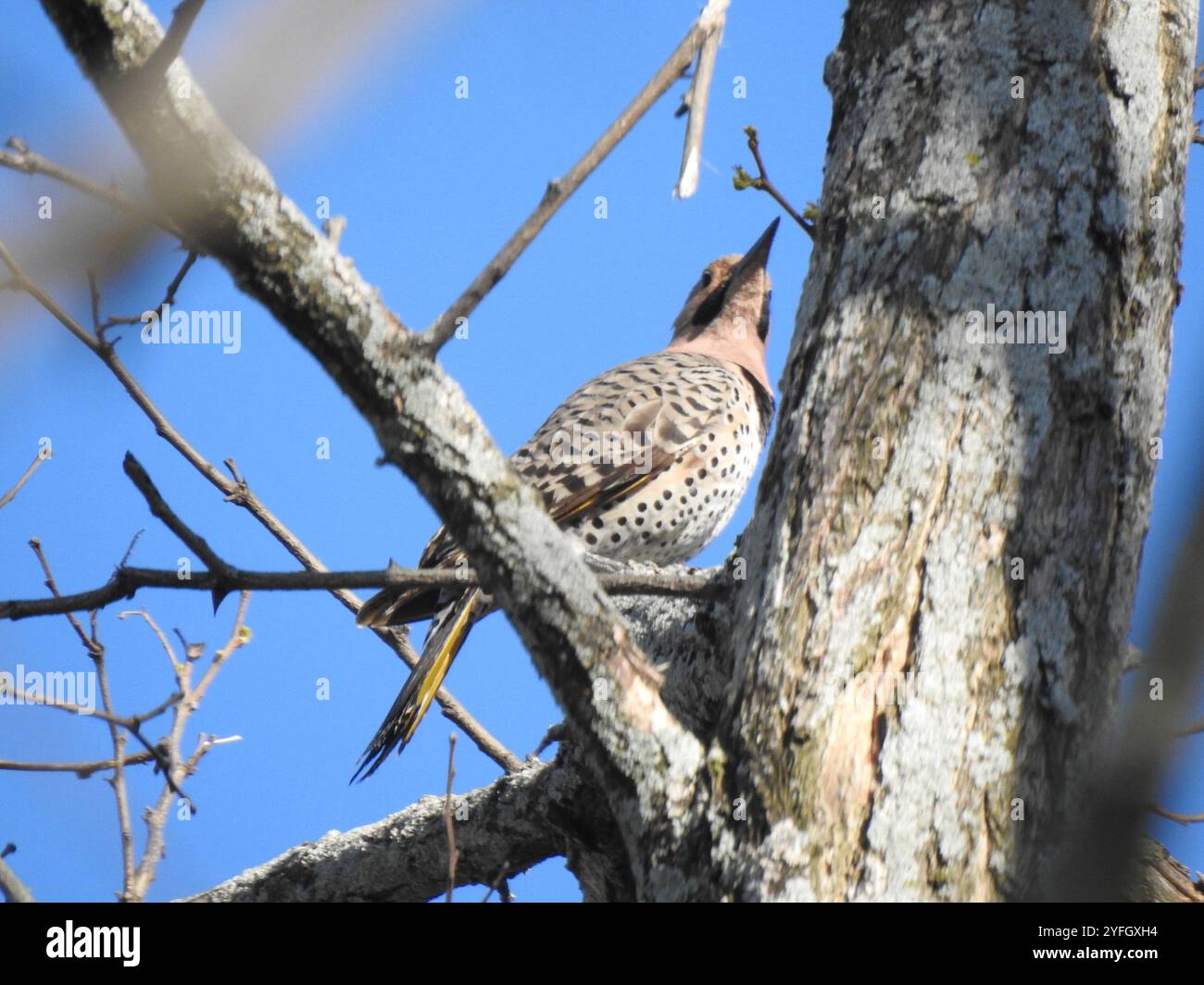 Northern Flicker (Colaptes auratus Stock Photo - Alamy