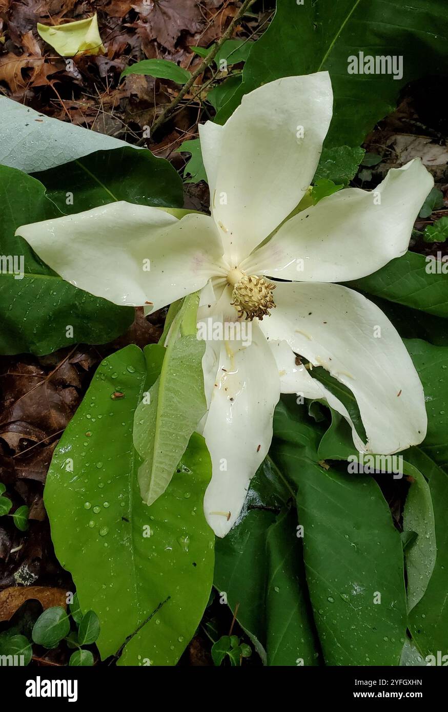 bigleaf magnolia (Magnolia macrophylla Stock Photo - Alamy