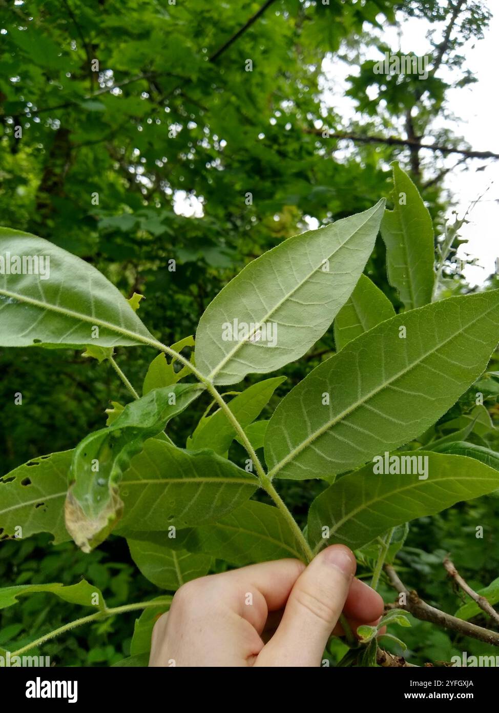 Oregon Ash (Fraxinus latifolia Stock Photo - Alamy