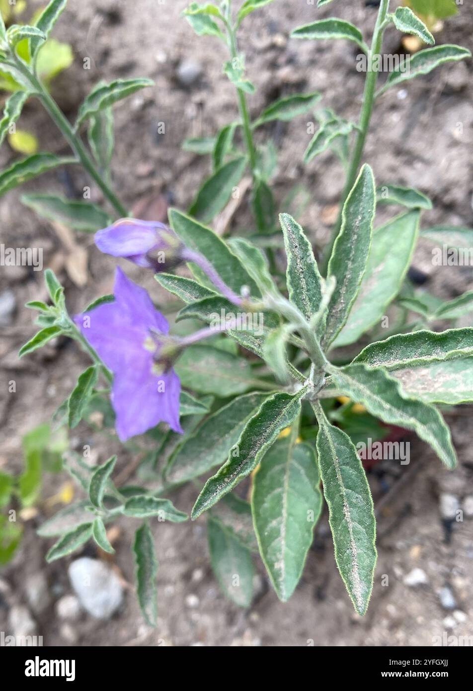 bluewitch nightshade (Solanum umbelliferum Stock Photo - Alamy