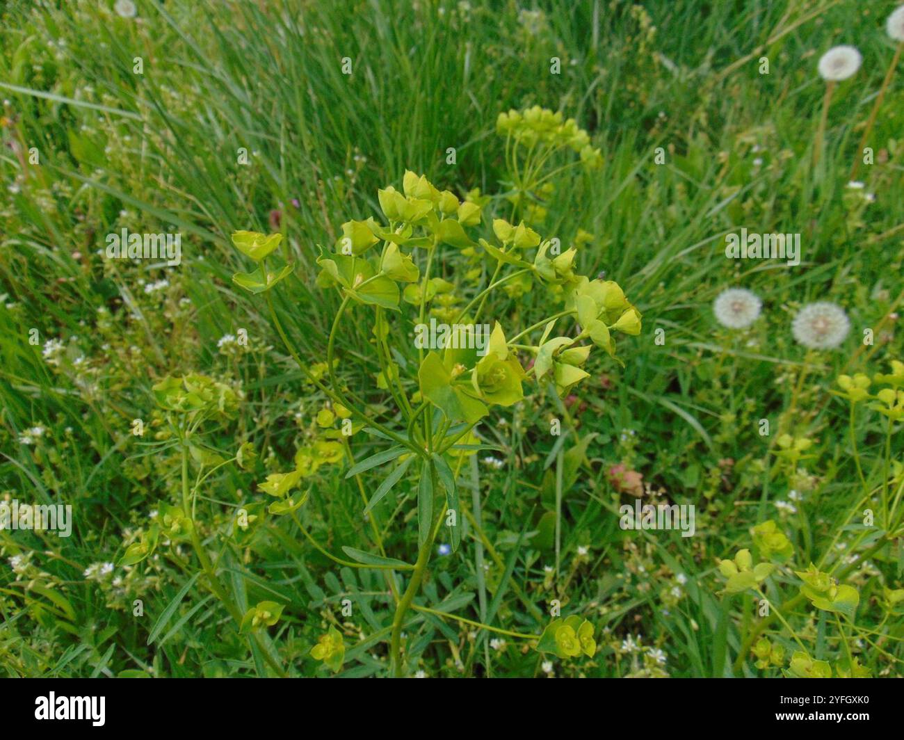 leafy spurge (Euphorbia esula Stock Photo - Alamy