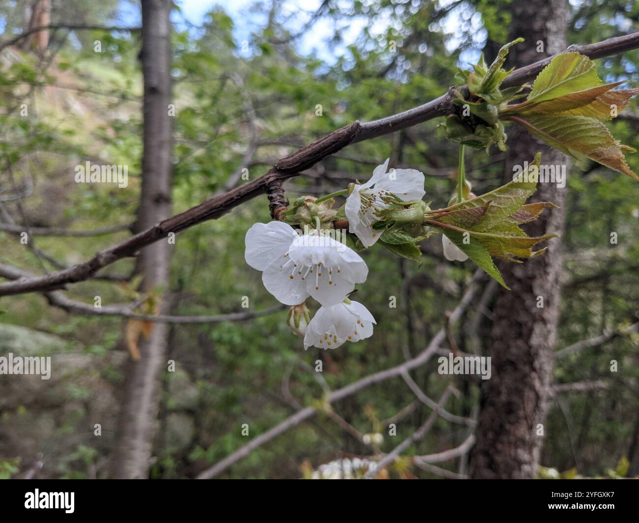 fire cherry (Prunus pensylvanica Stock Photo - Alamy