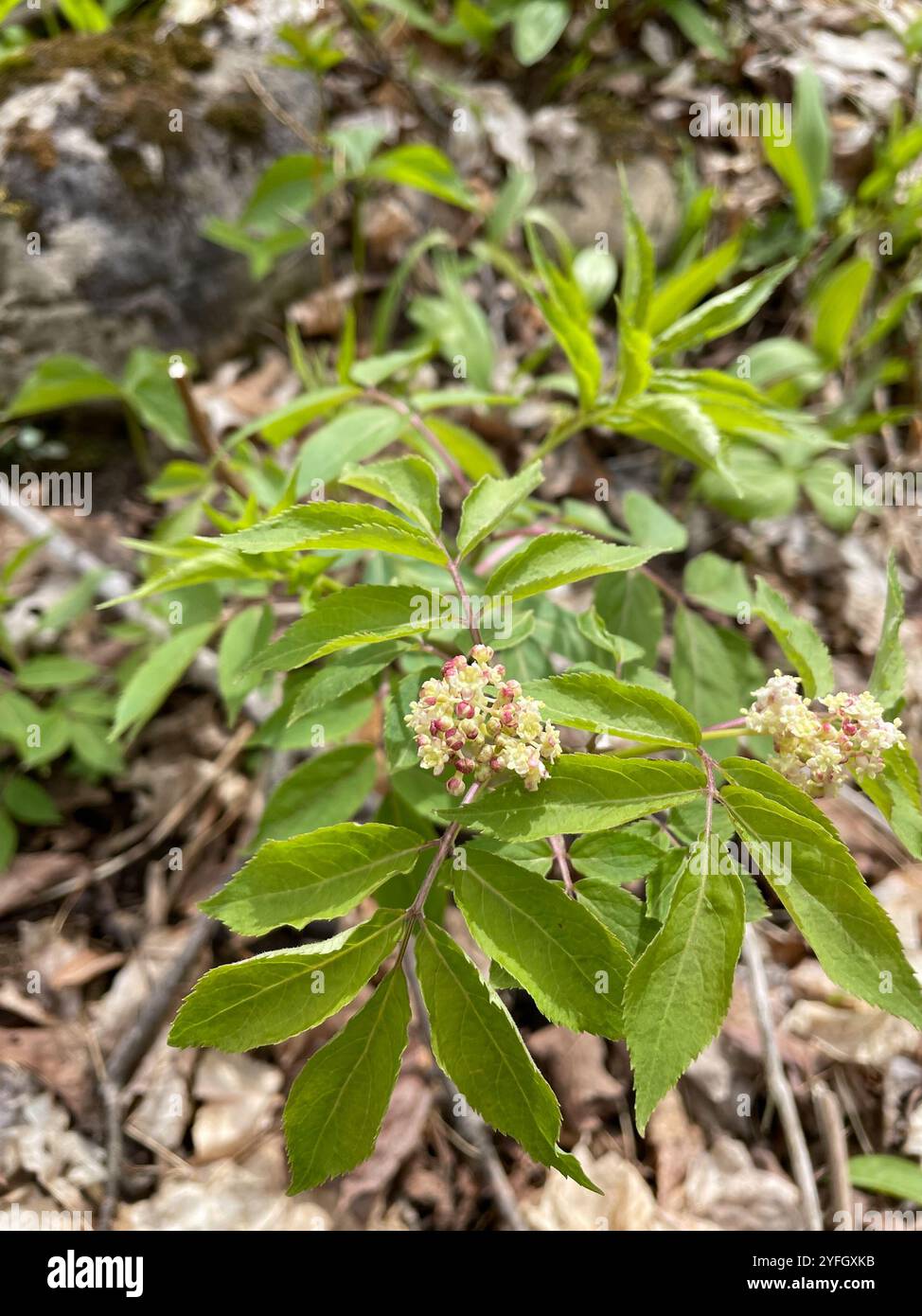 red-berried elder (Sambucus racemosa Stock Photo - Alamy