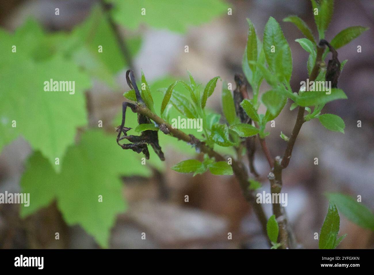 eastern leatherwood (Dirca palustris Stock Photo - Alamy