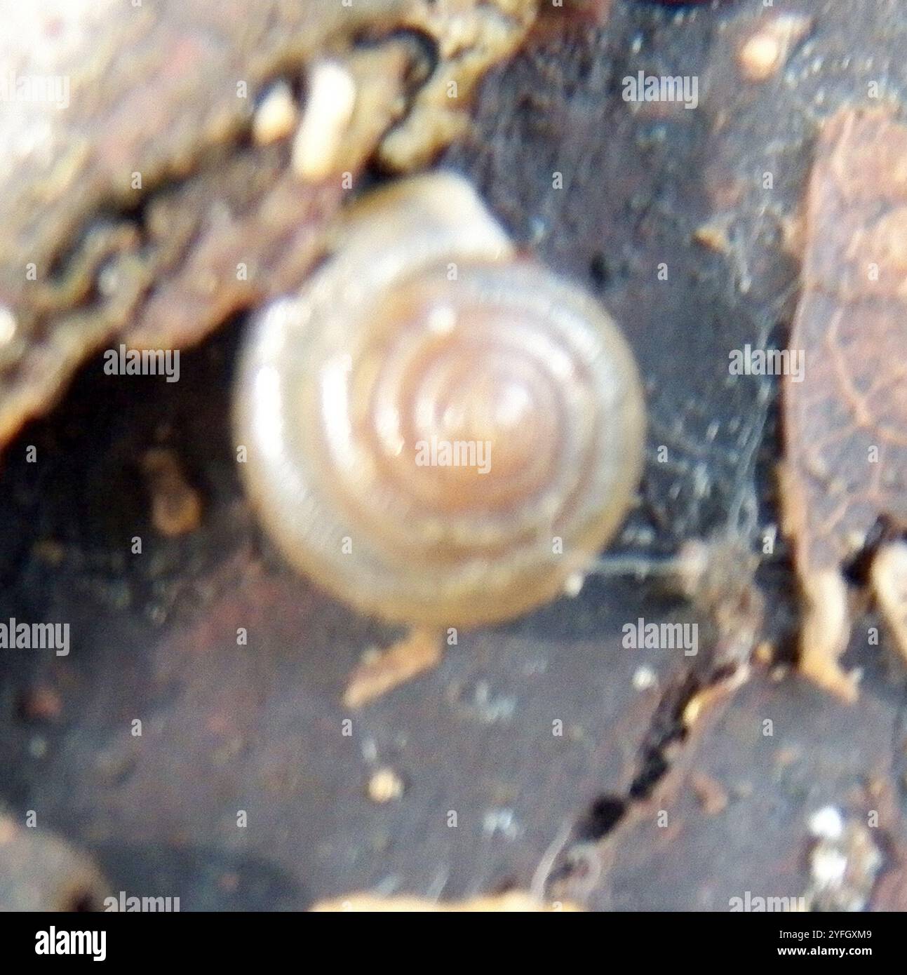 Southern Flatcoil (Polygyra cereolus Stock Photo - Alamy