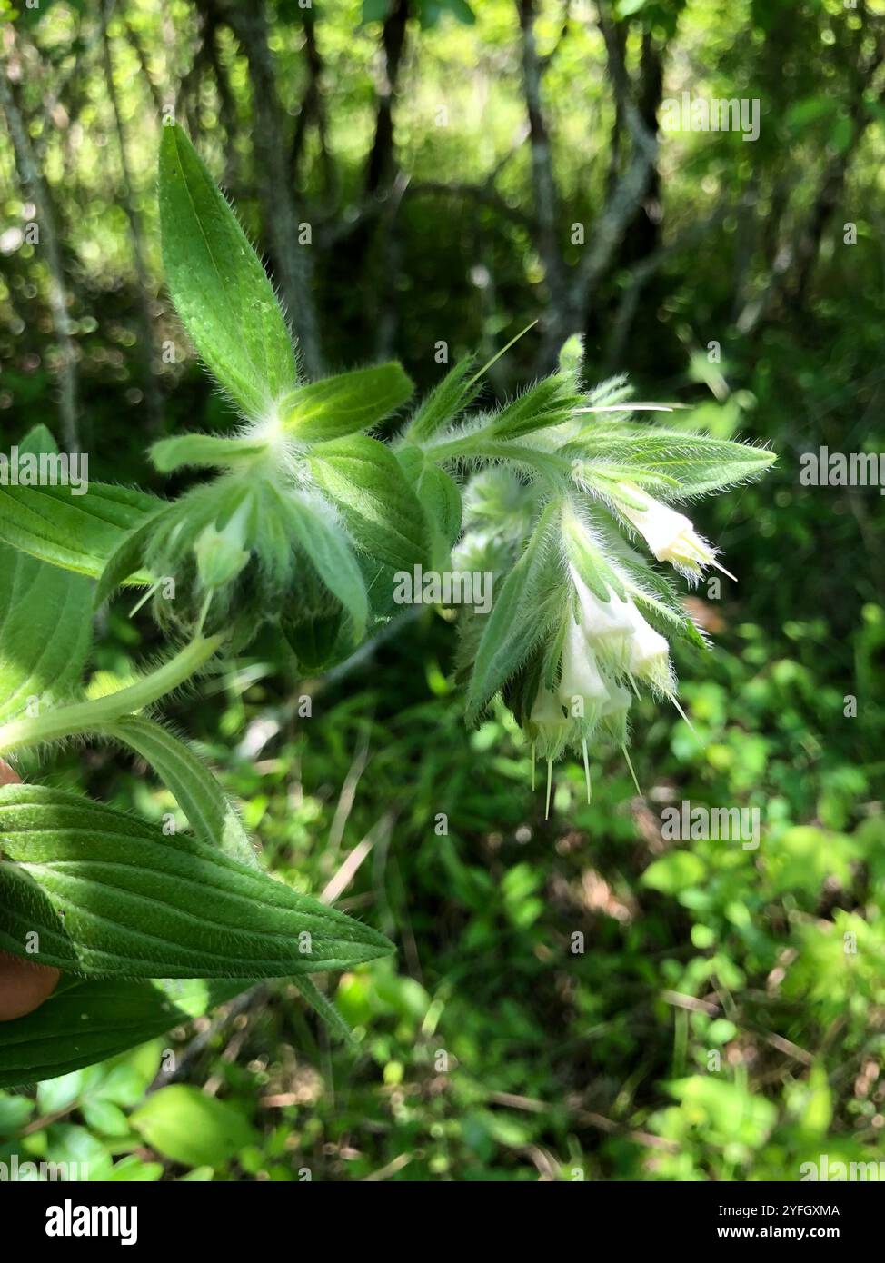 Soft-hair Marbleseed (Lithospermum bejariense Stock Photo - Alamy