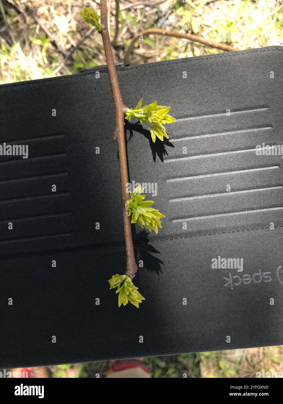 Wafer Ash (Ptelea trifoliata mollis Stock Photo - Alamy