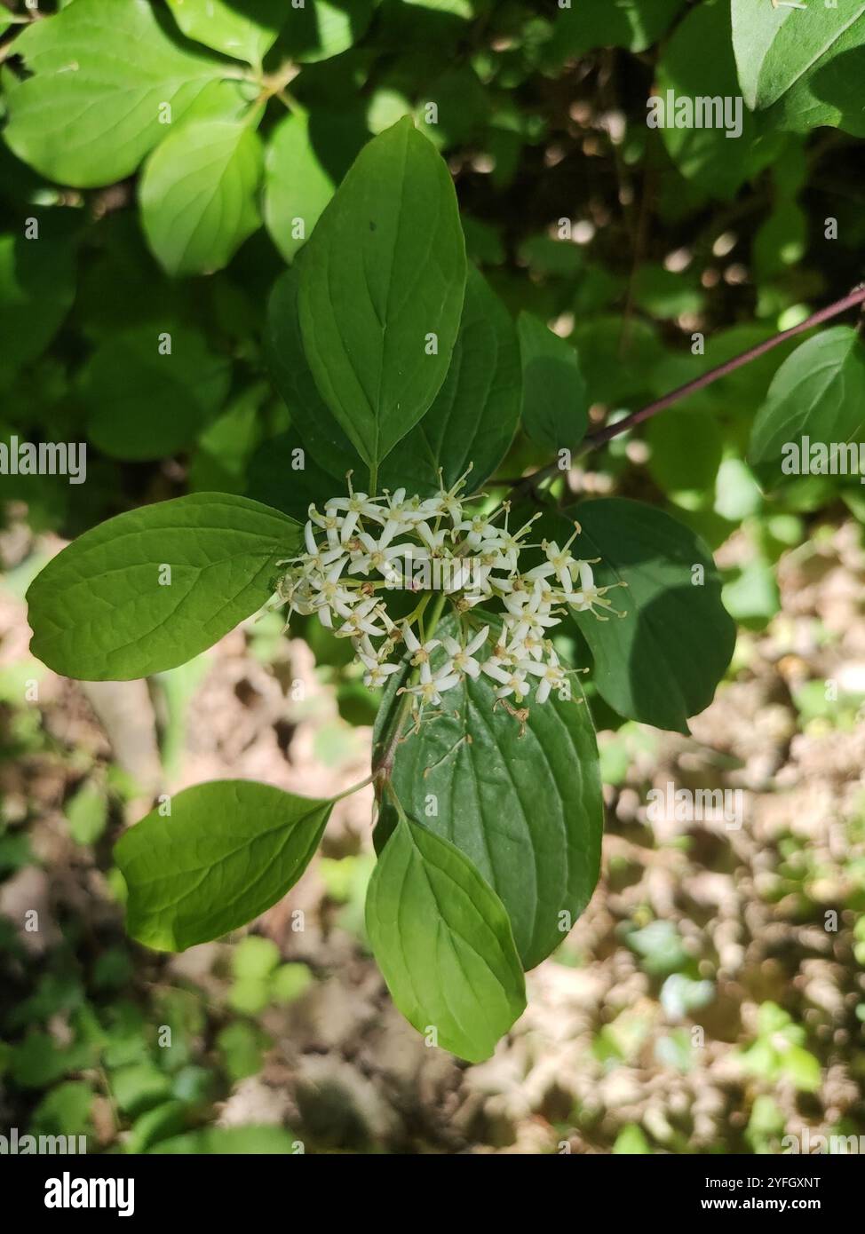 common dogwood (Cornus sanguinea Stock Photo - Alamy