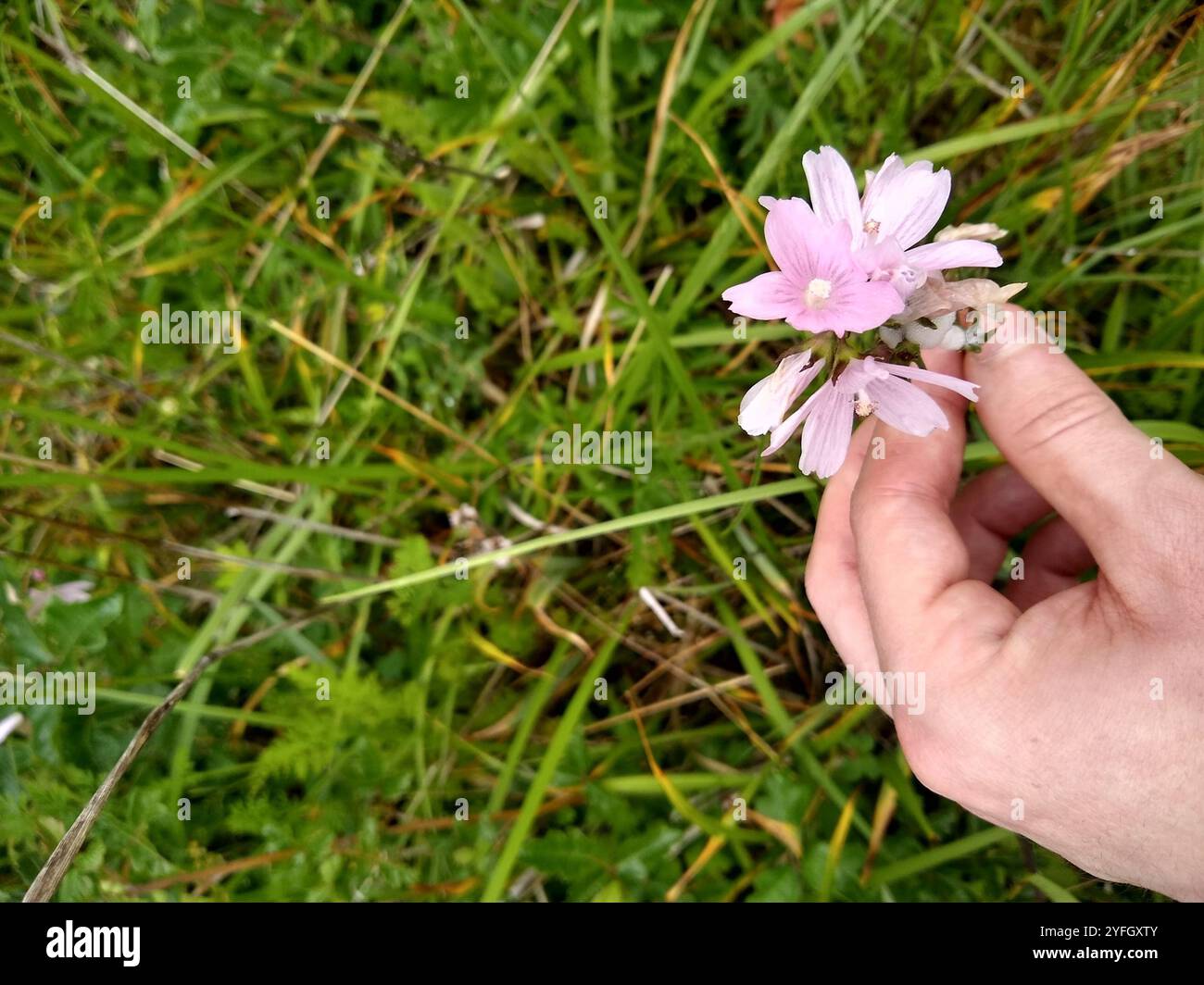 Rose Checkermallow (Sidalcea virgata Stock Photo - Alamy
