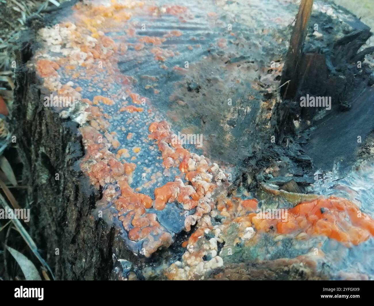 Merismoides hi-res stock photography and images - Alamy