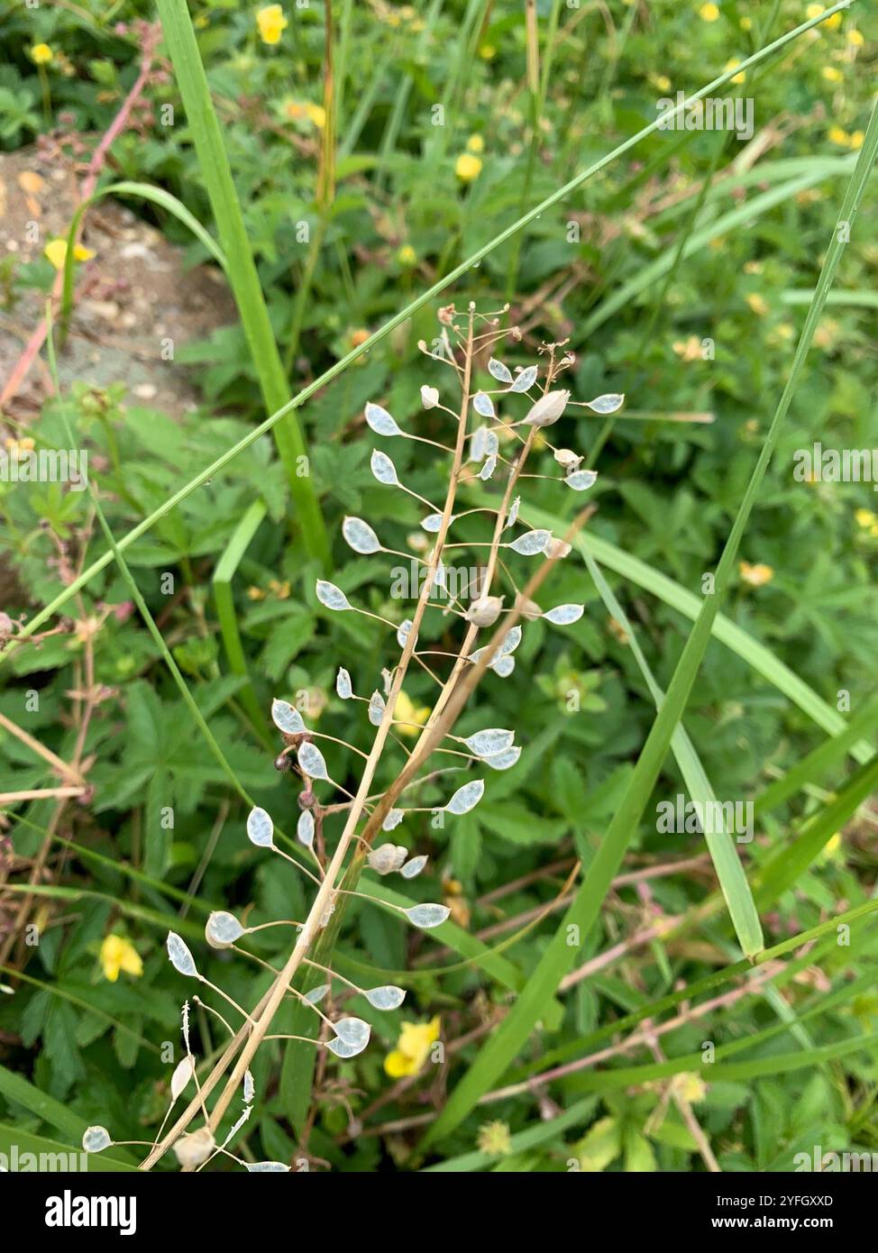 garlic penny-cress (Mummenhoffia alliacea Stock Photo - Alamy
