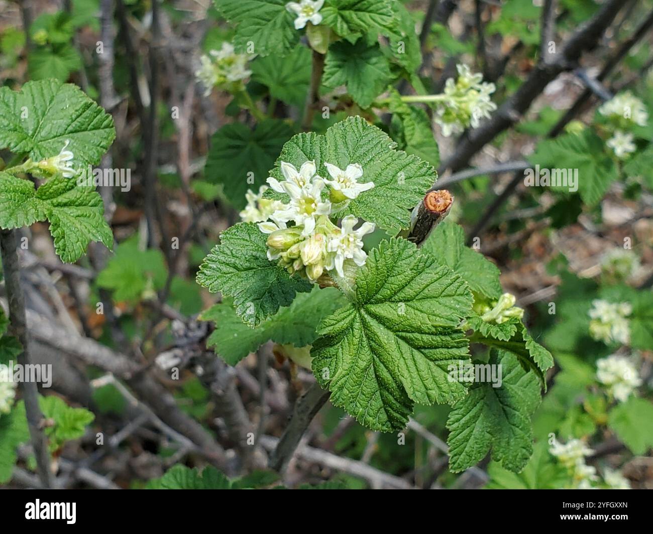 Wolfii hi-res stock photography and images - Alamy
