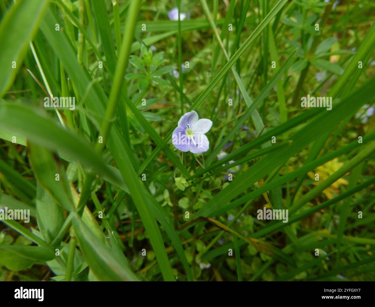 Slender speedwell (Veronica filiformis Stock Photo - Alamy